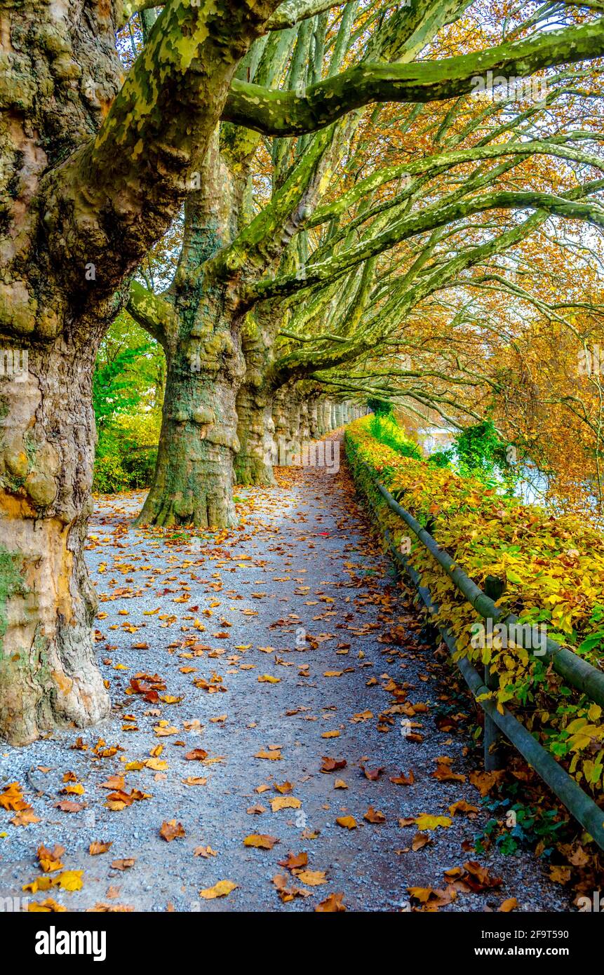 Beautiful romantic alley in the forest with colorful trees in zurich ...