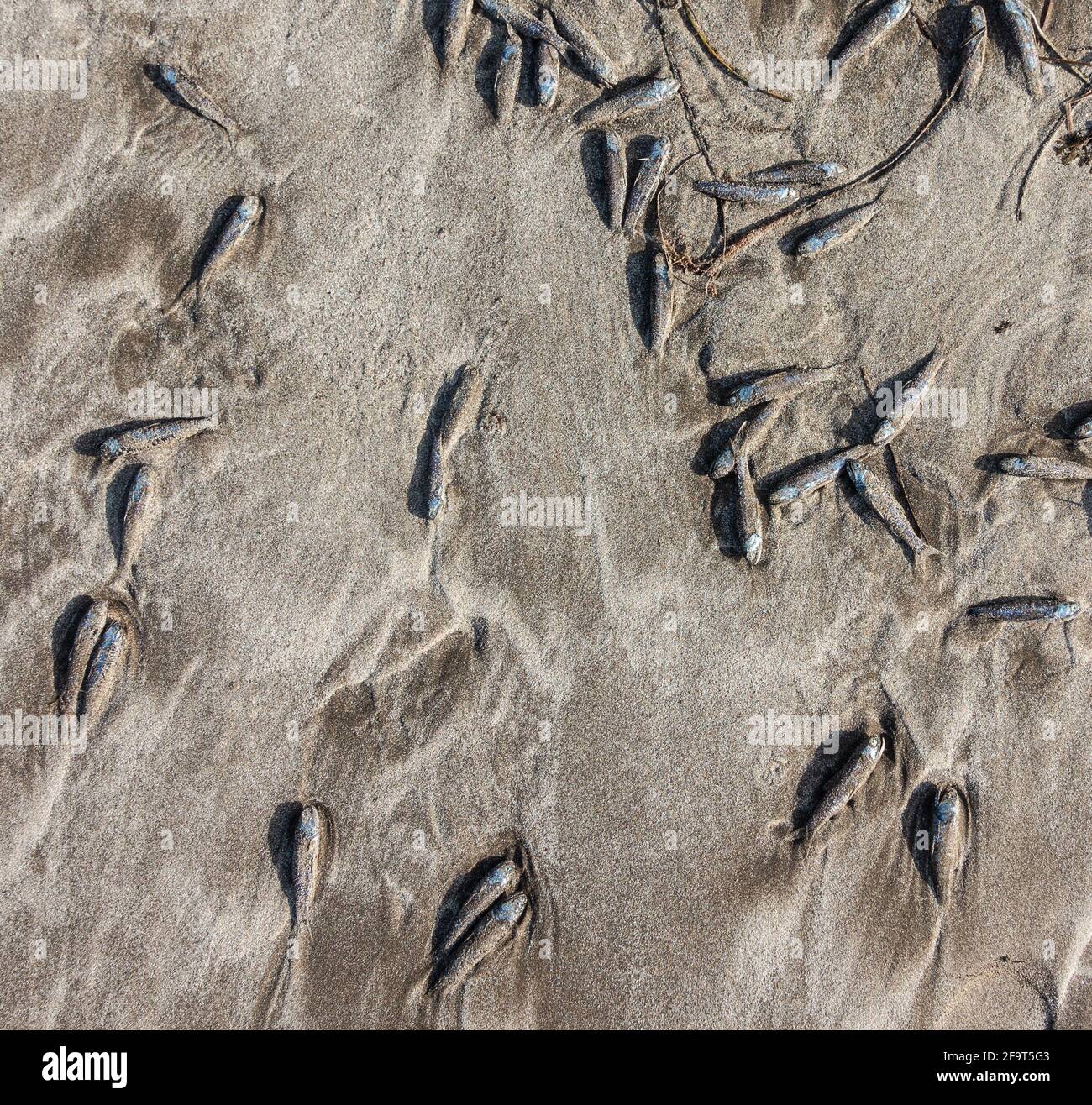 Water pollution dead fish hi-res stock photography and images - Alamy