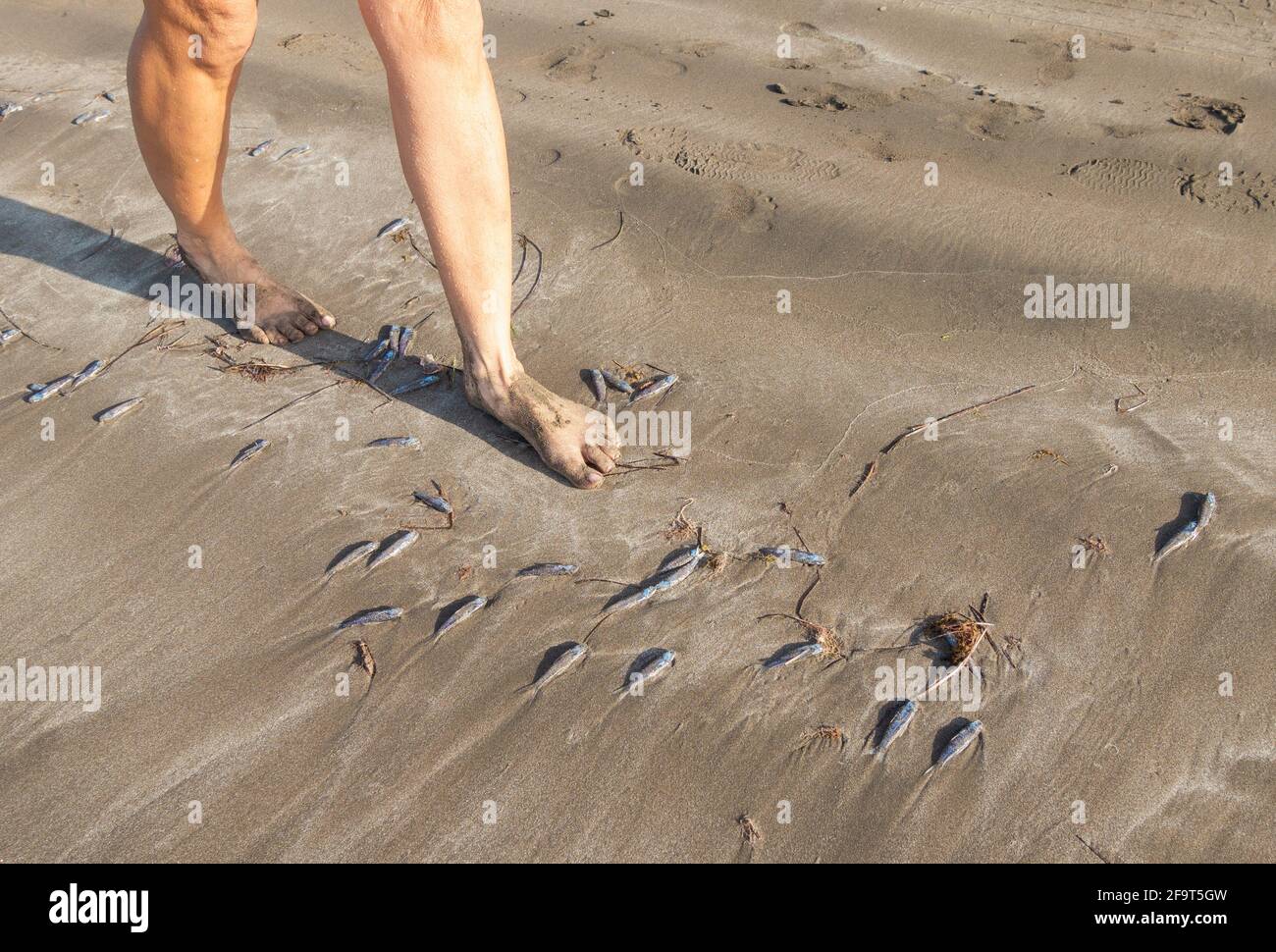 Small fish washed up dead on beach Stock Photo - Alamy
