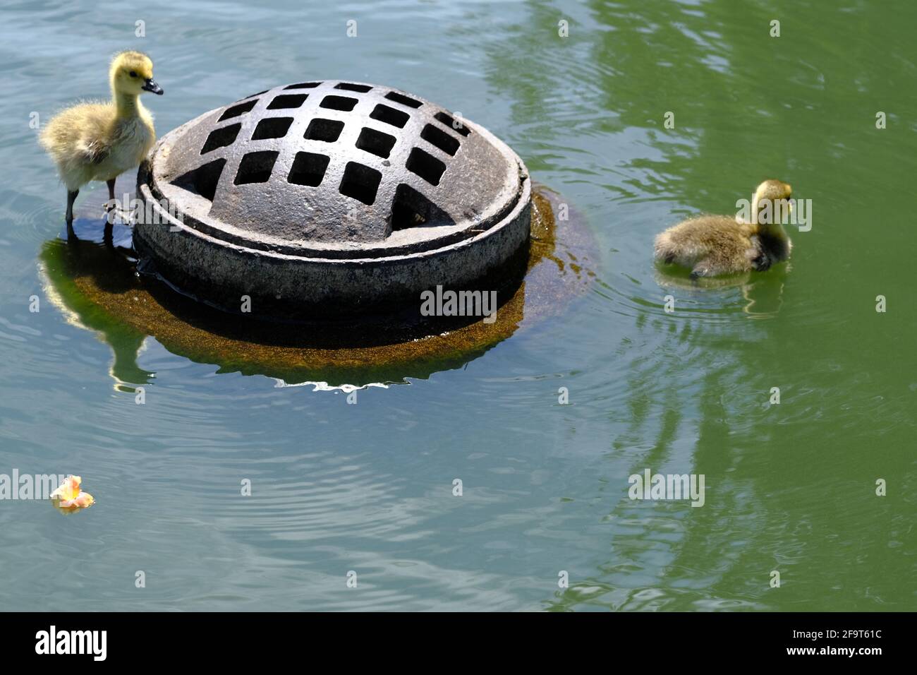 6 geese hi-res stock photography and images - Alamy