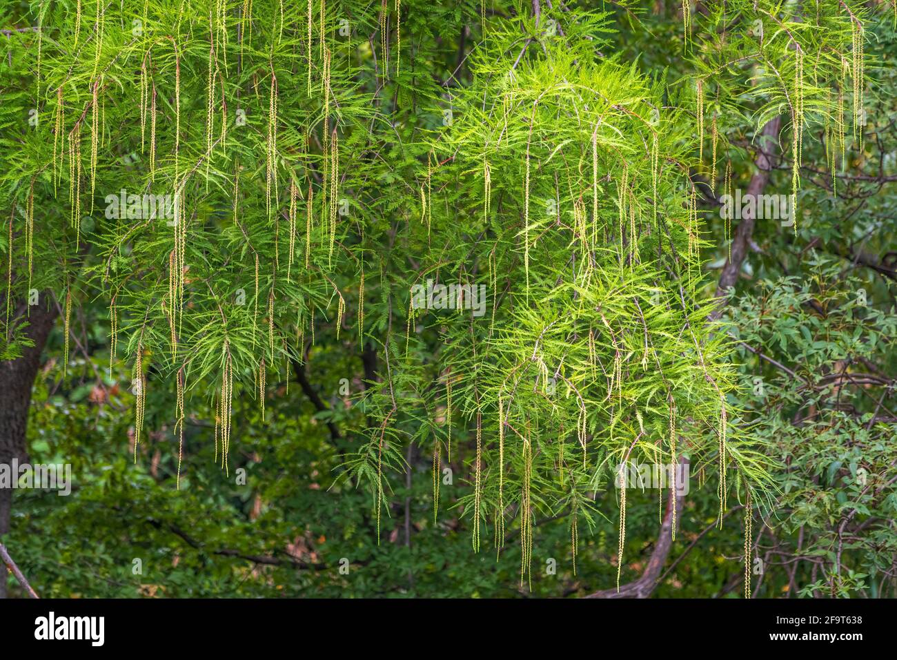 Leaves and cones of a cypress evergreen. Dense cypress branches with ...