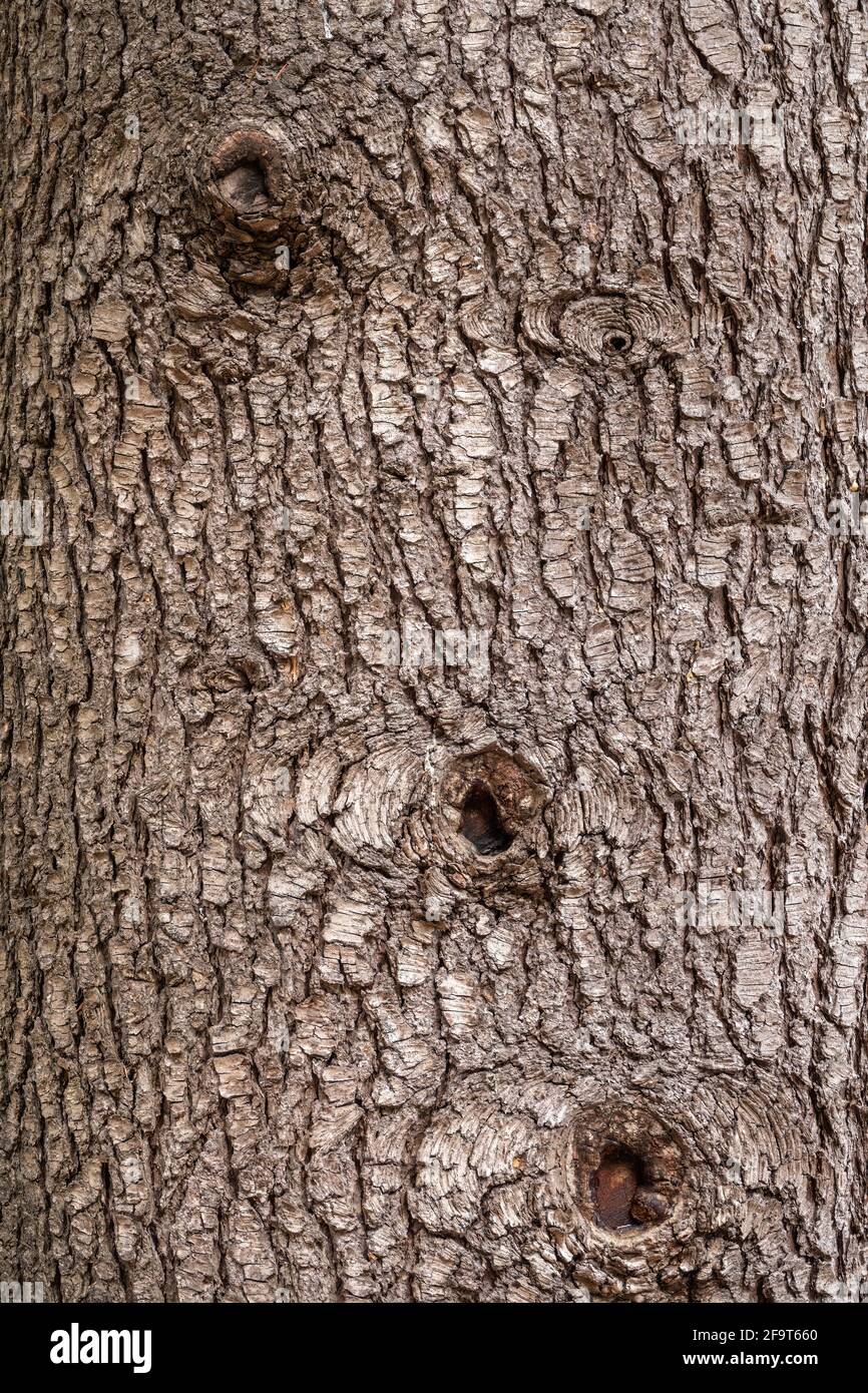 Bark texture and background of a old tree trunk. Detailed bark texture ...