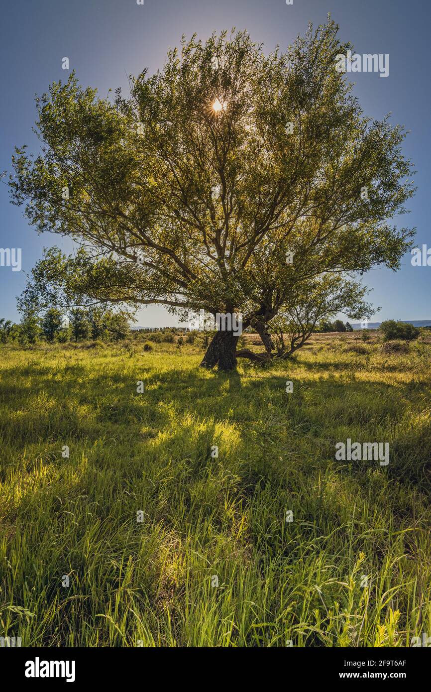 Tree with sunshine Stock Photo - Alamy