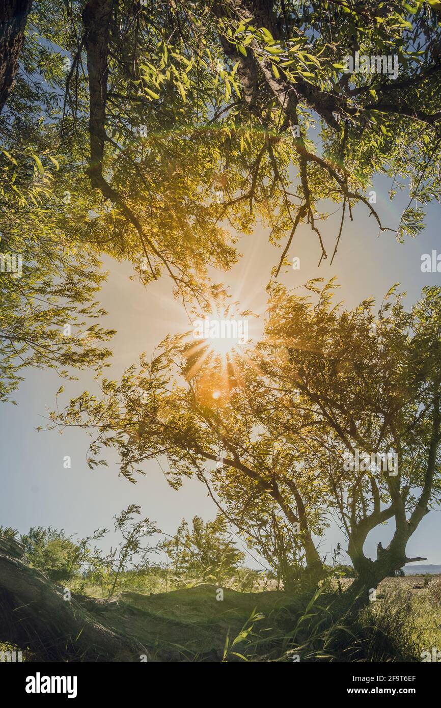 Tree with sunshine Stock Photo - Alamy