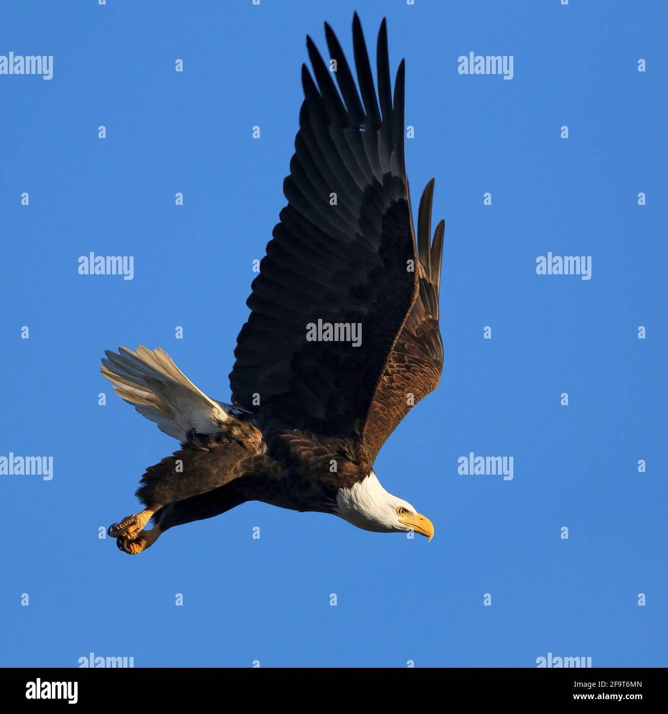 A full bodied closeup of a Bald Eagle with its wings high up and a ...