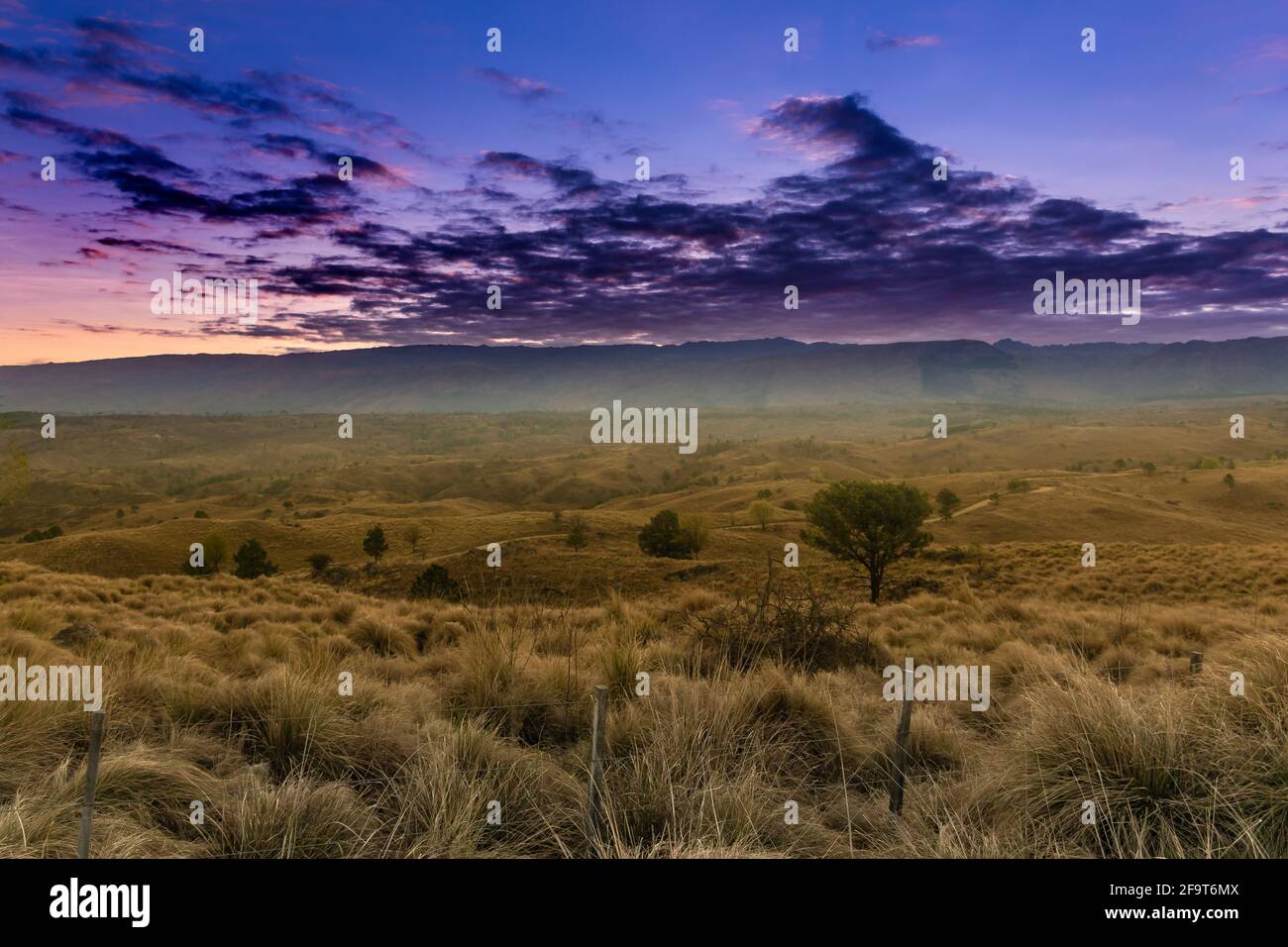 Landscape with one tree Stock Photo - Alamy