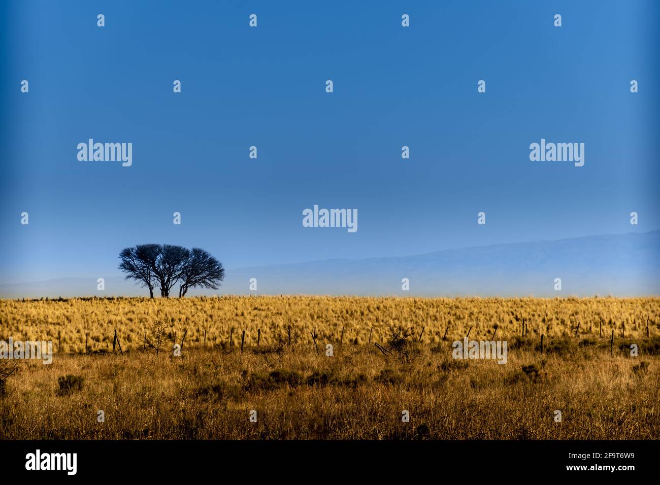 Landscape with one tree Stock Photo - Alamy