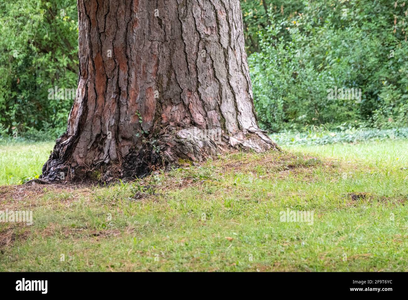 The base of the trunk of an old pine tree in Park. Pinus pinea, also ...