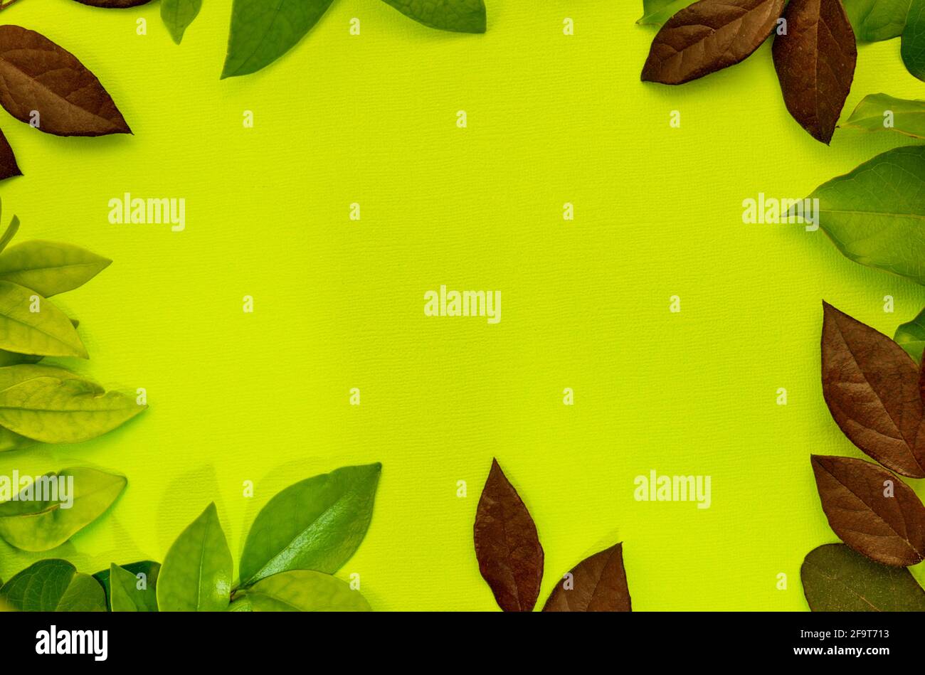 Green Spring leaf border foliage on plain background, flat lay with ...