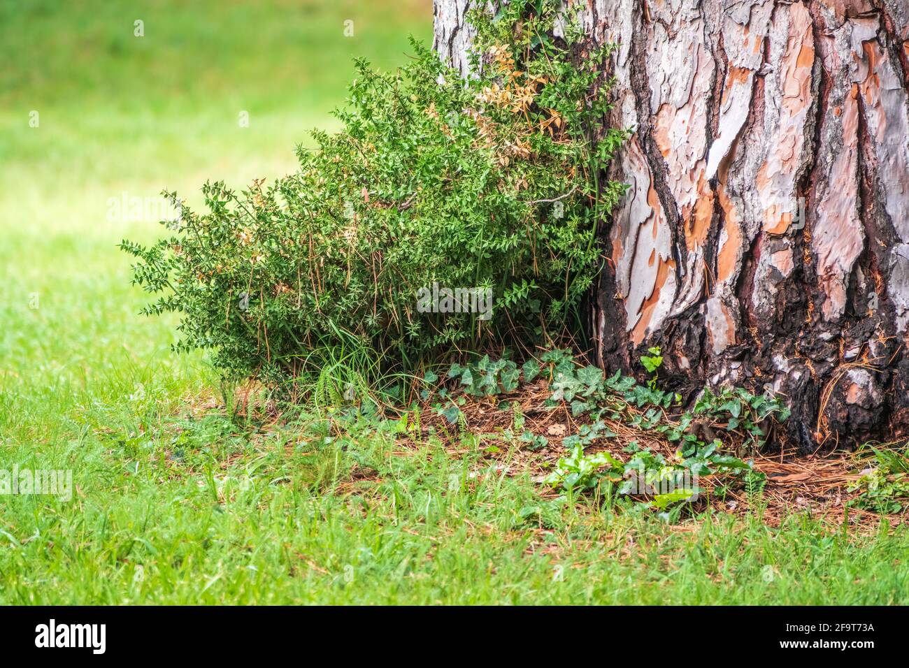The base of the trunk of an old pine tree in Park. Pinus pinea, also ...