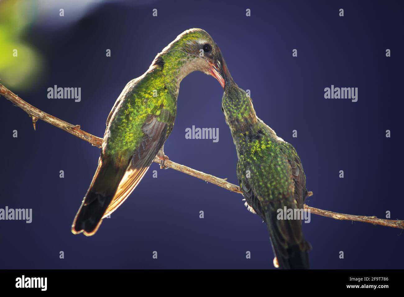 Pair of green bee hummingbirds standing on a tiny branch and feeding ...