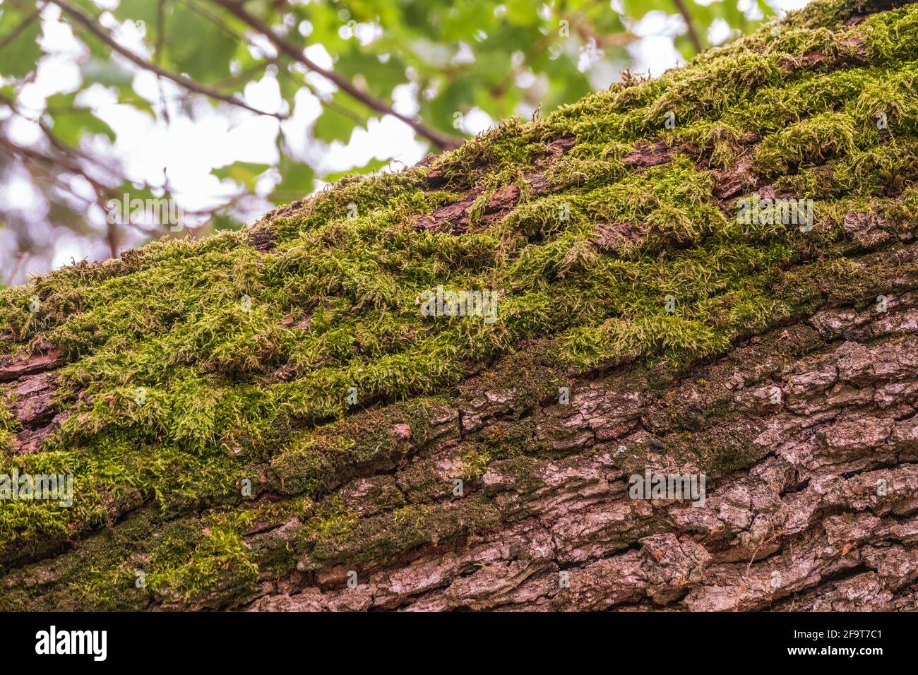 Soft thick moss in the forest on fallen tree trunk. Soft moss carpet ...