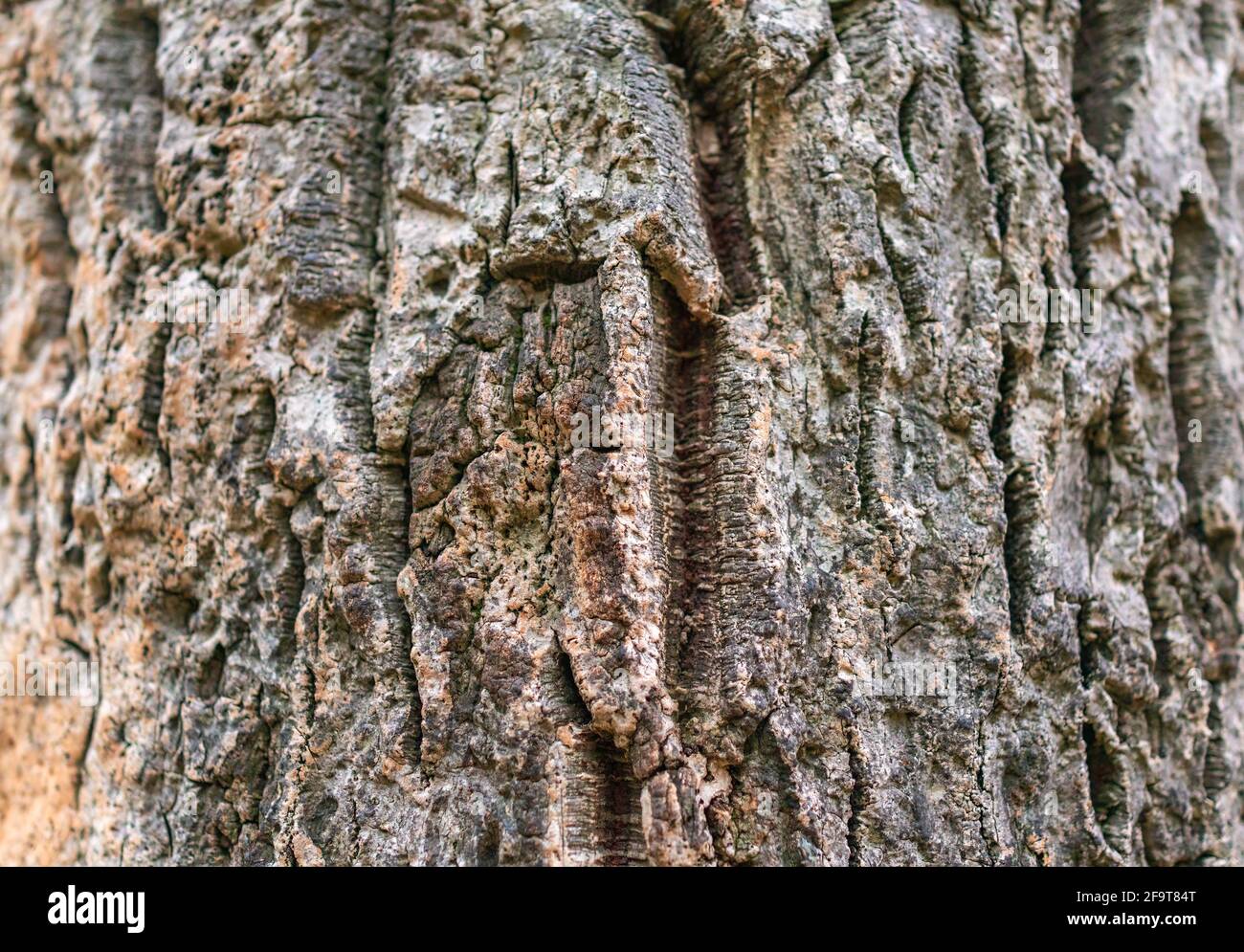 Cork oak tree bark texture. Old Tree bark texture. Natural background ...