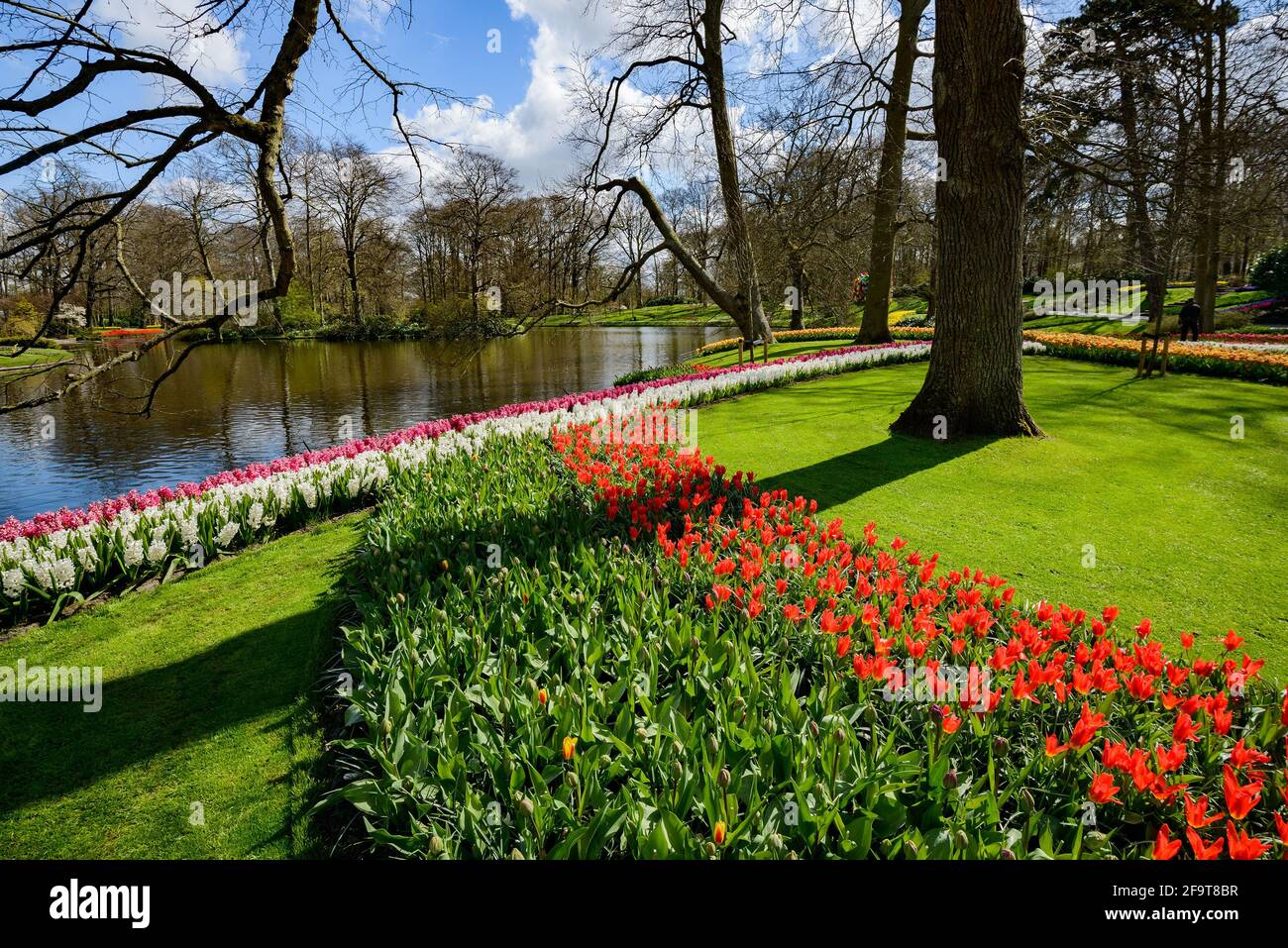 Beautiful Dutch spring landscape with colorful flowers (tulips ...