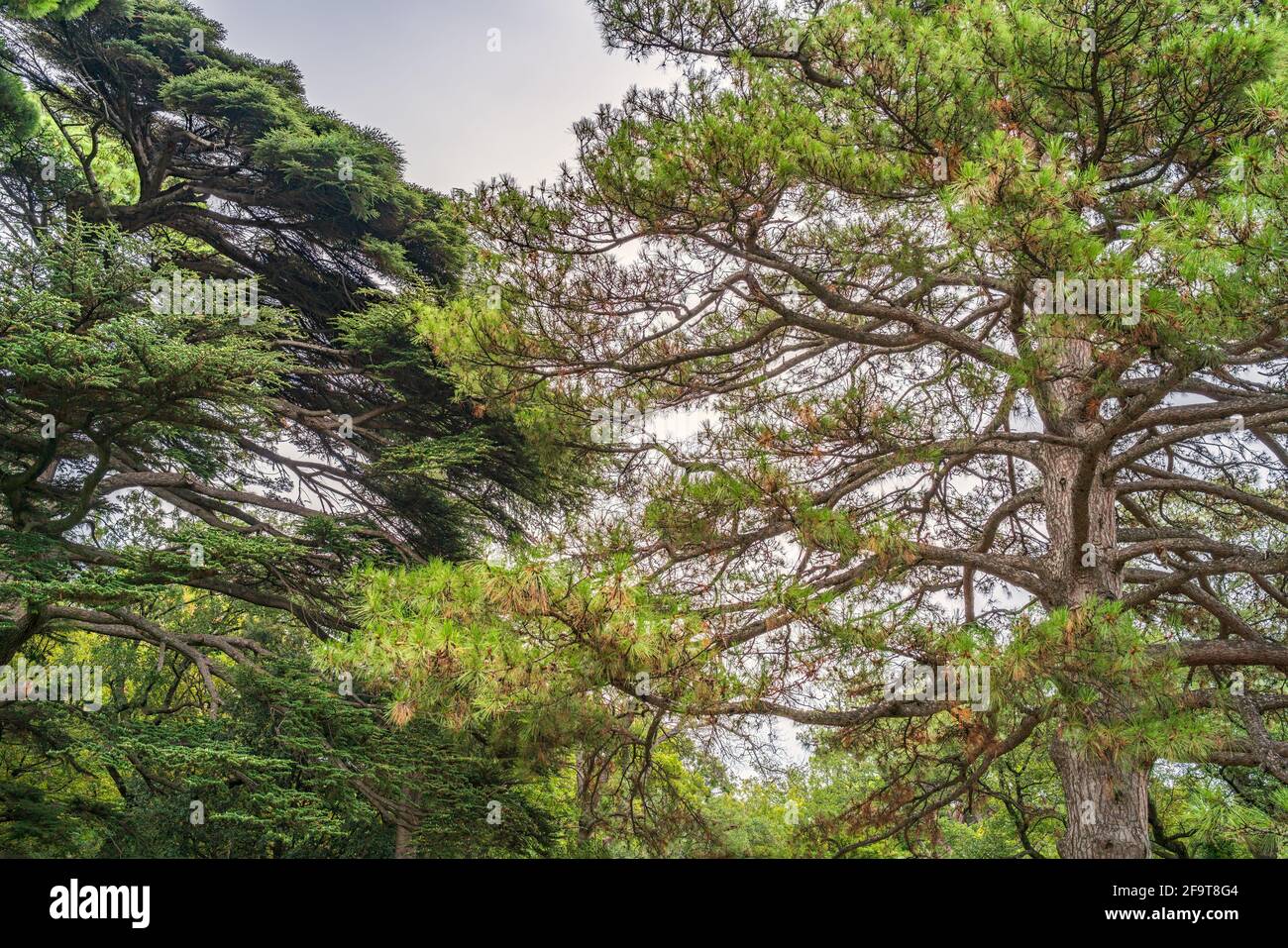 Fir and cedar tall trees forests and woodlands. Cedar branches with ...