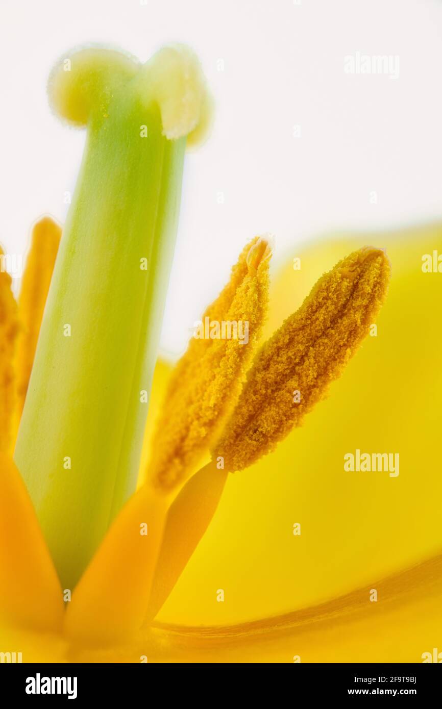 Pistil part of flower hi-res stock photography and images - Alamy