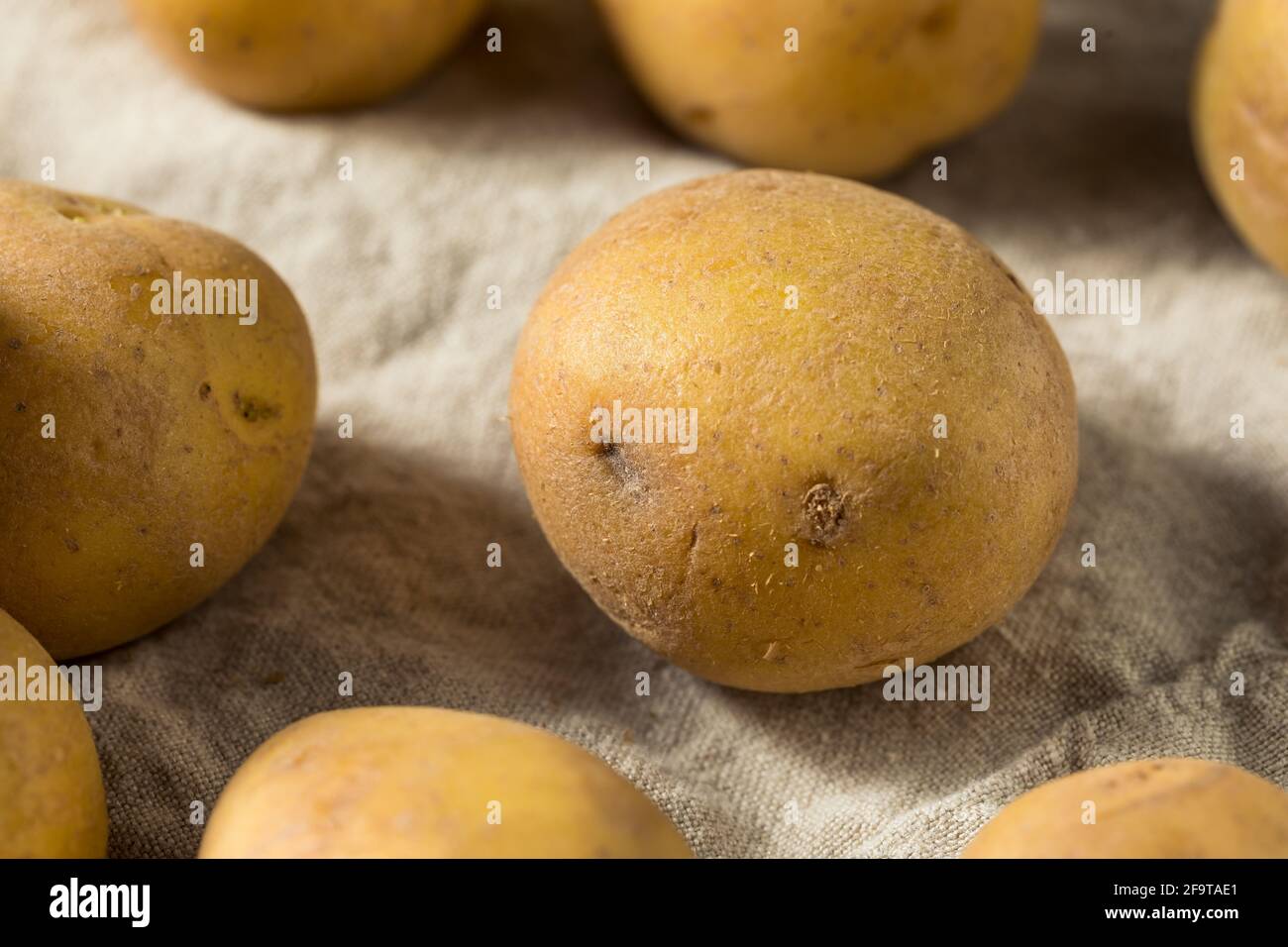 Potato plant ready to harvest hi-res stock photography and images - Alamy