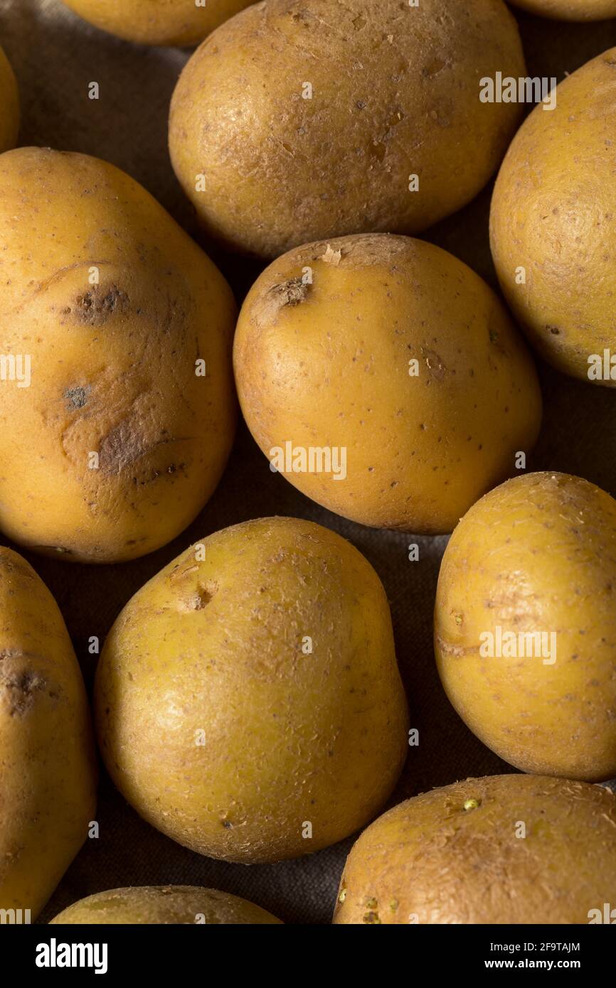 Raw Organic Yellow Potatoes Ready to Cook Stock Photo - Alamy