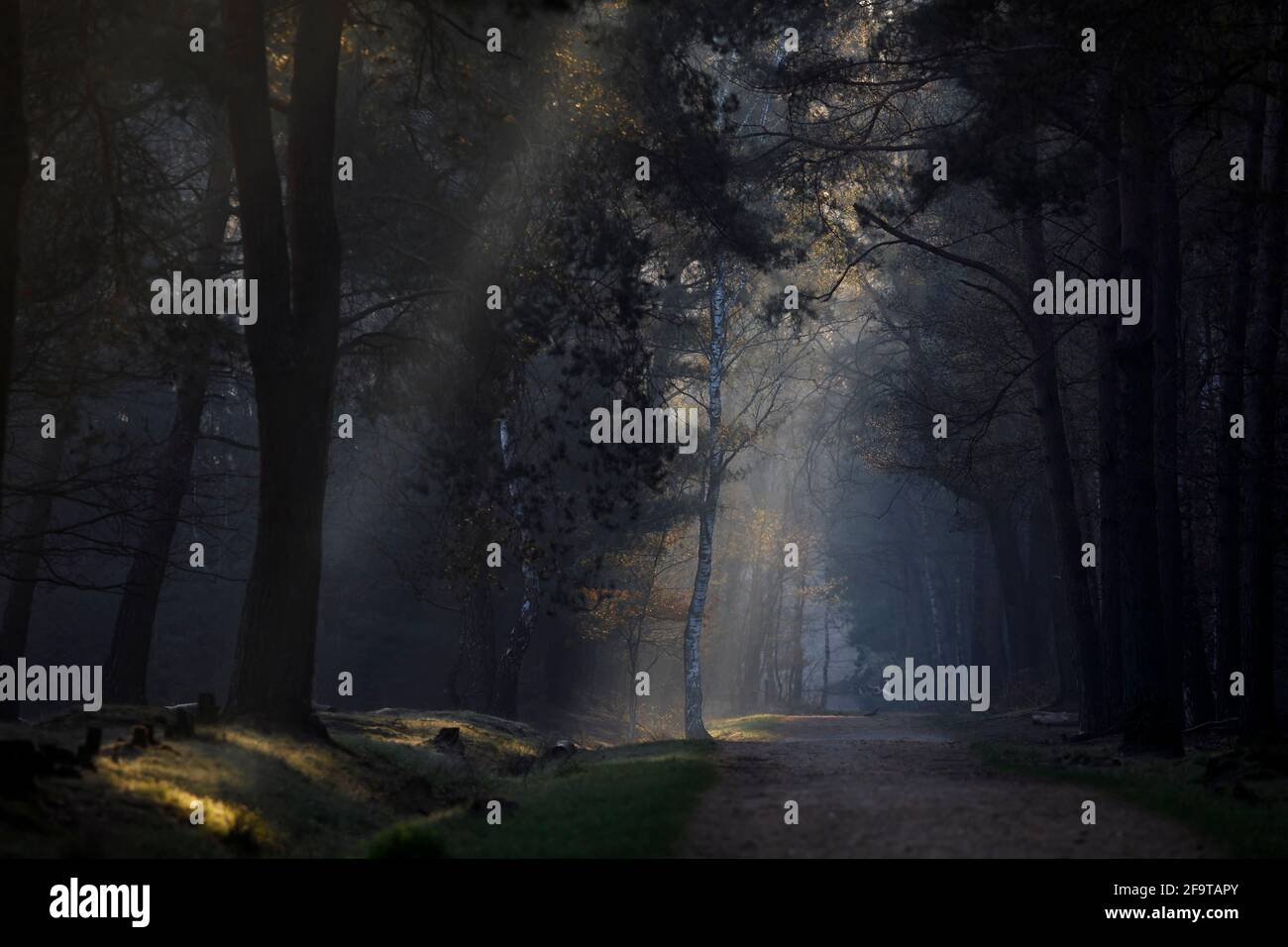 Darm High Resolution Stock Photography and Images - Alamy