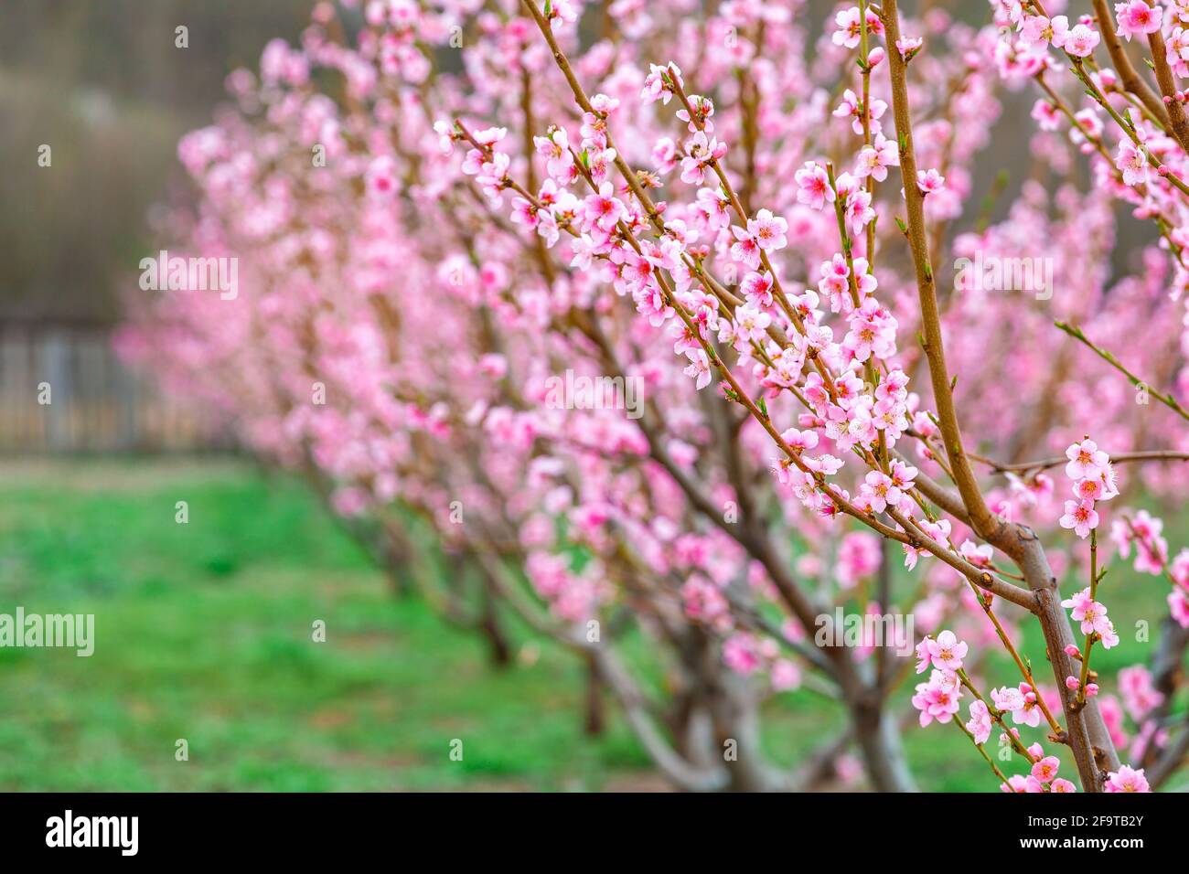 Springtime landscape with peach tree orchards in the countryside ...