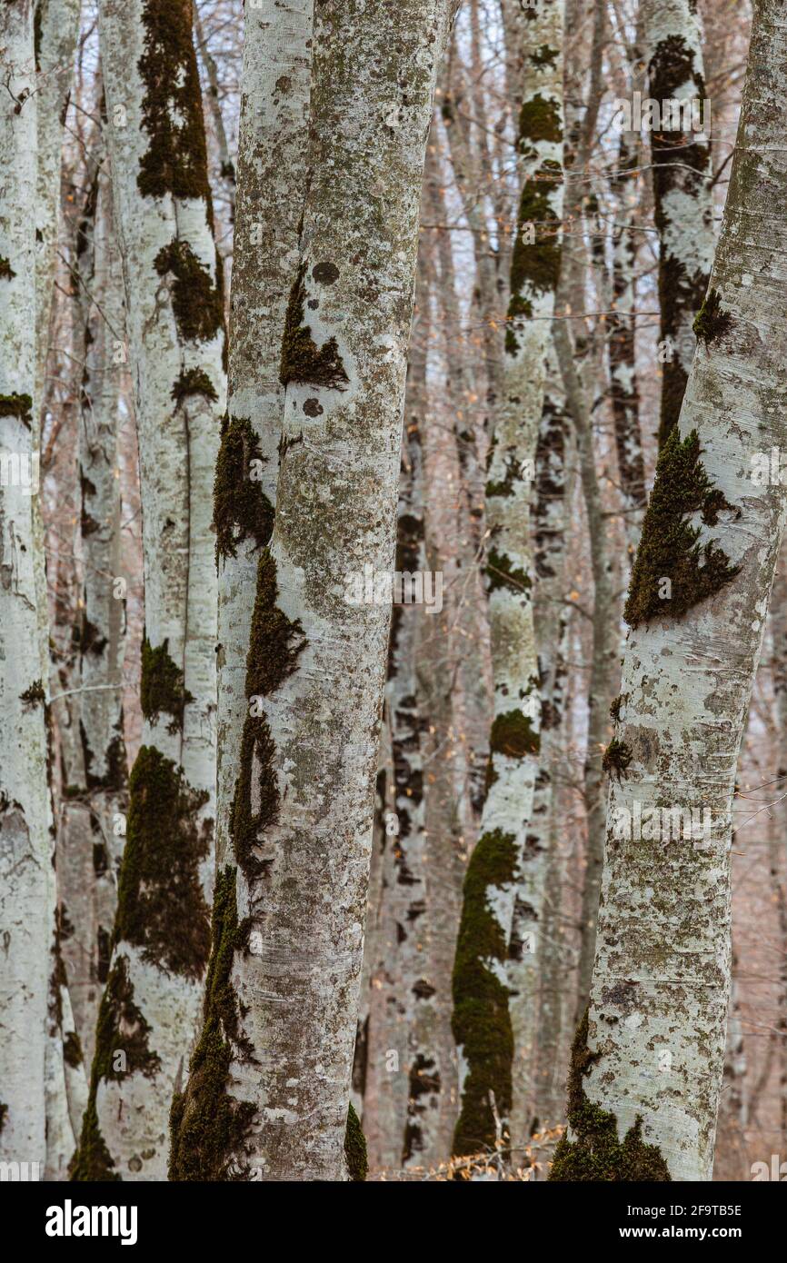 Sabaduri forest in spring, a beautiful place in the north of Tbilisi ...