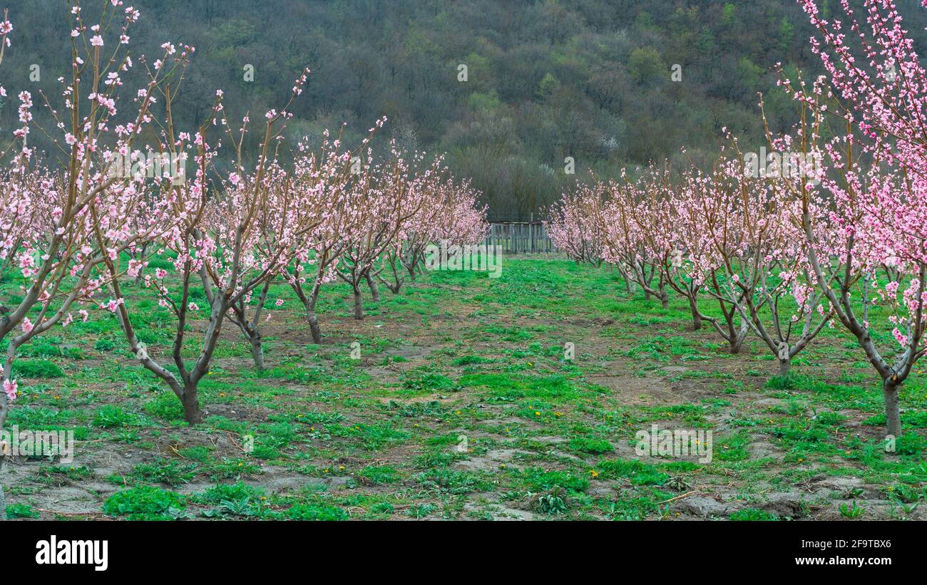 Springtime landscape with peach tree orchards in the countryside ...