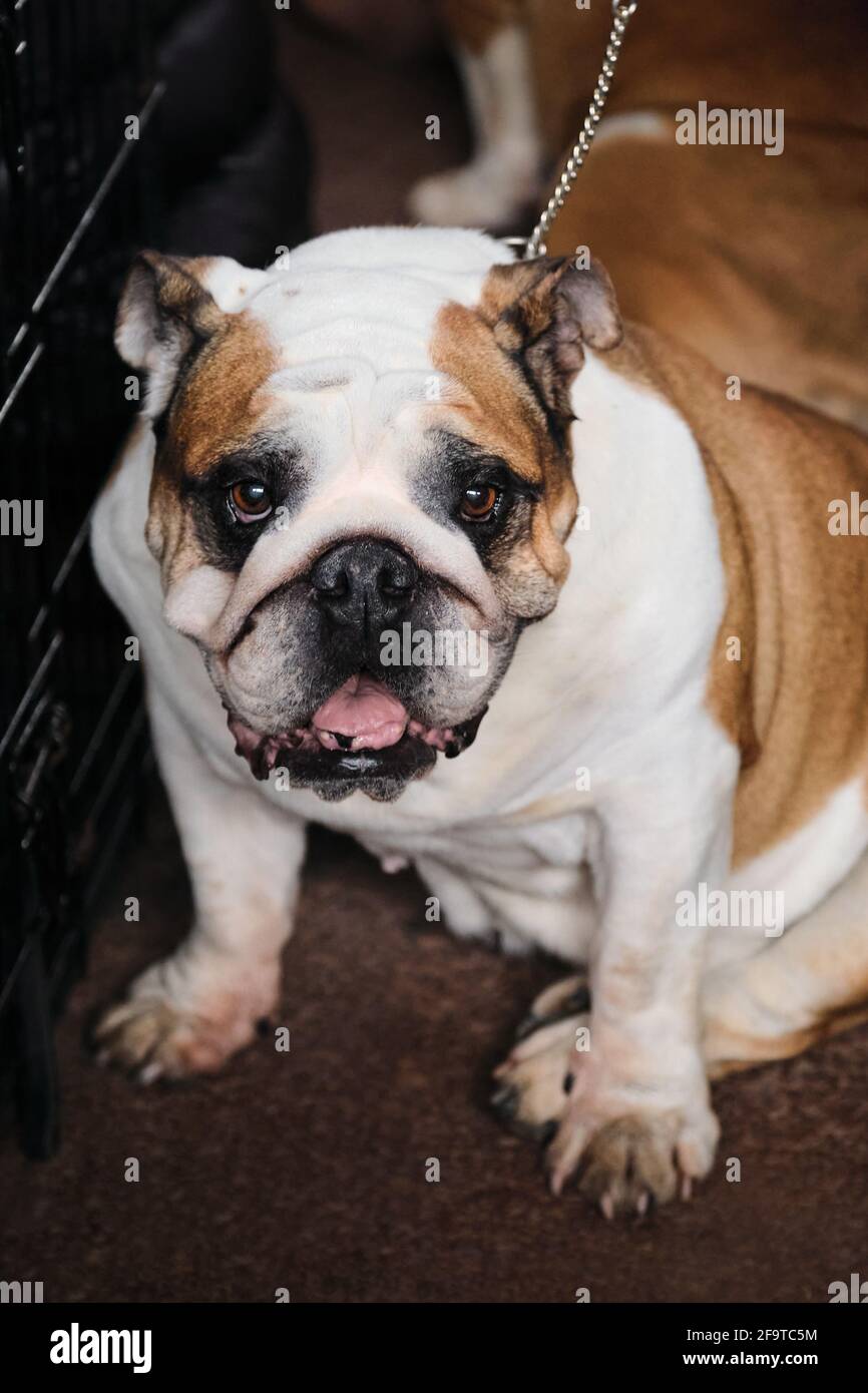 White english bulldog hi-res stock photography and images - Alamy