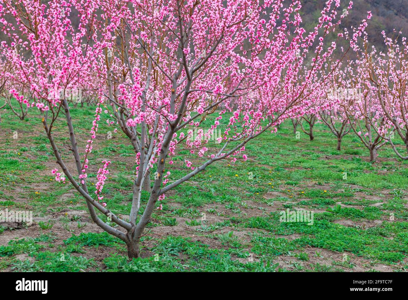 Springtime landscape with peach tree orchards in the countryside ...