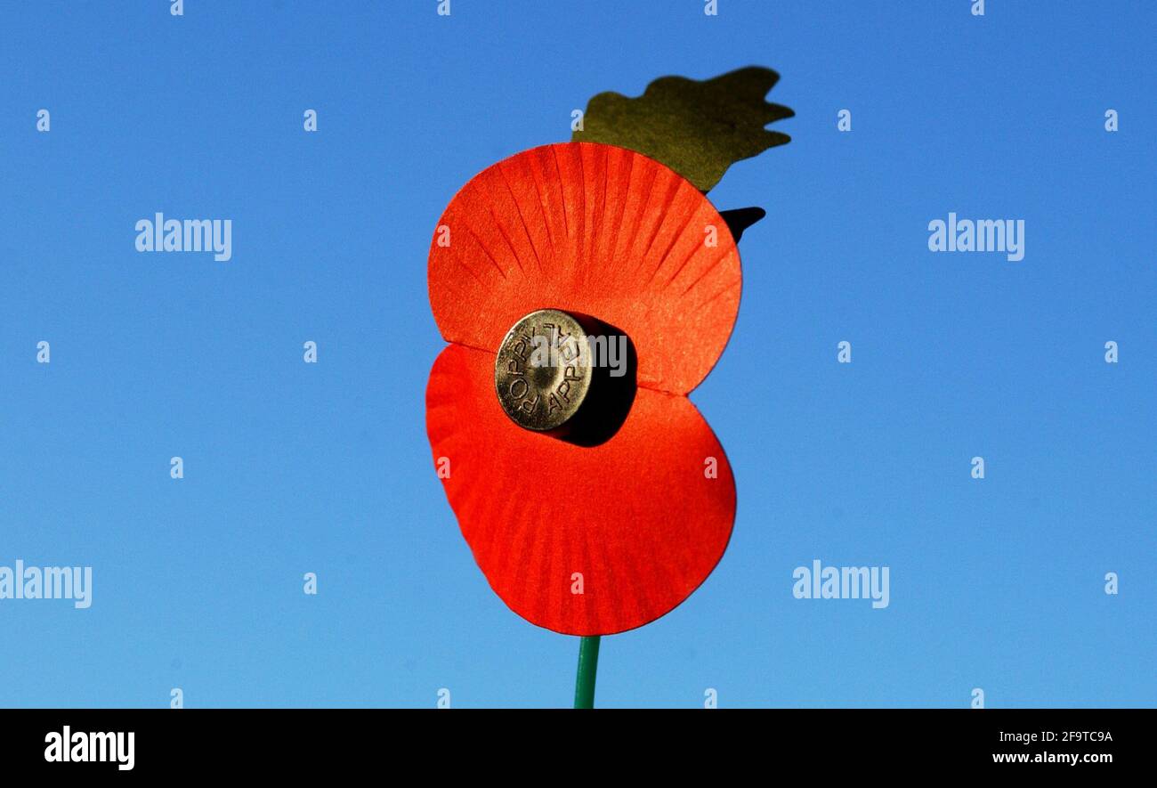POPPY DAY POPPY.8/11/06 TOM PILSTON Stock Photo - Alamy