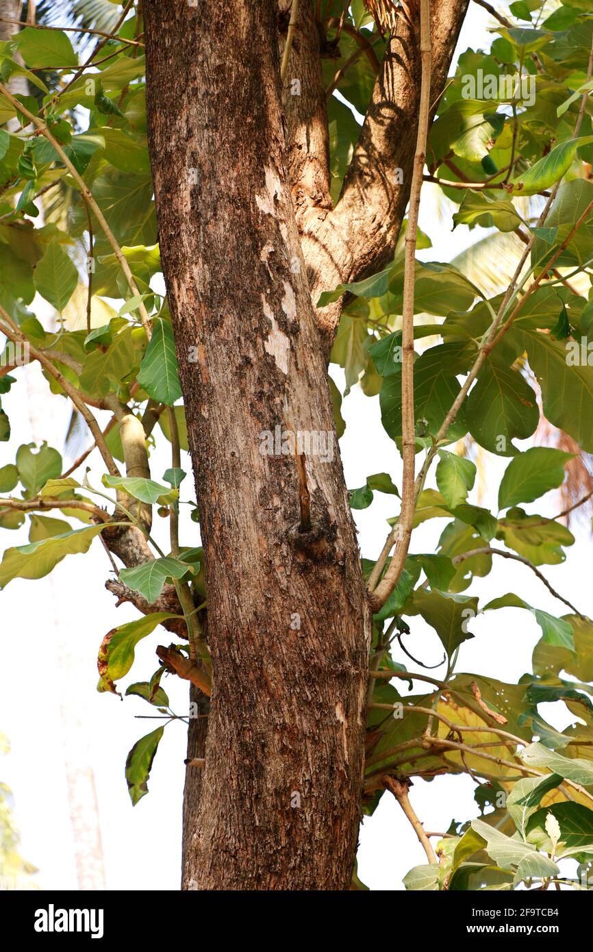 huge teak tree wood in close up with branches and leaves Stock Photo ...