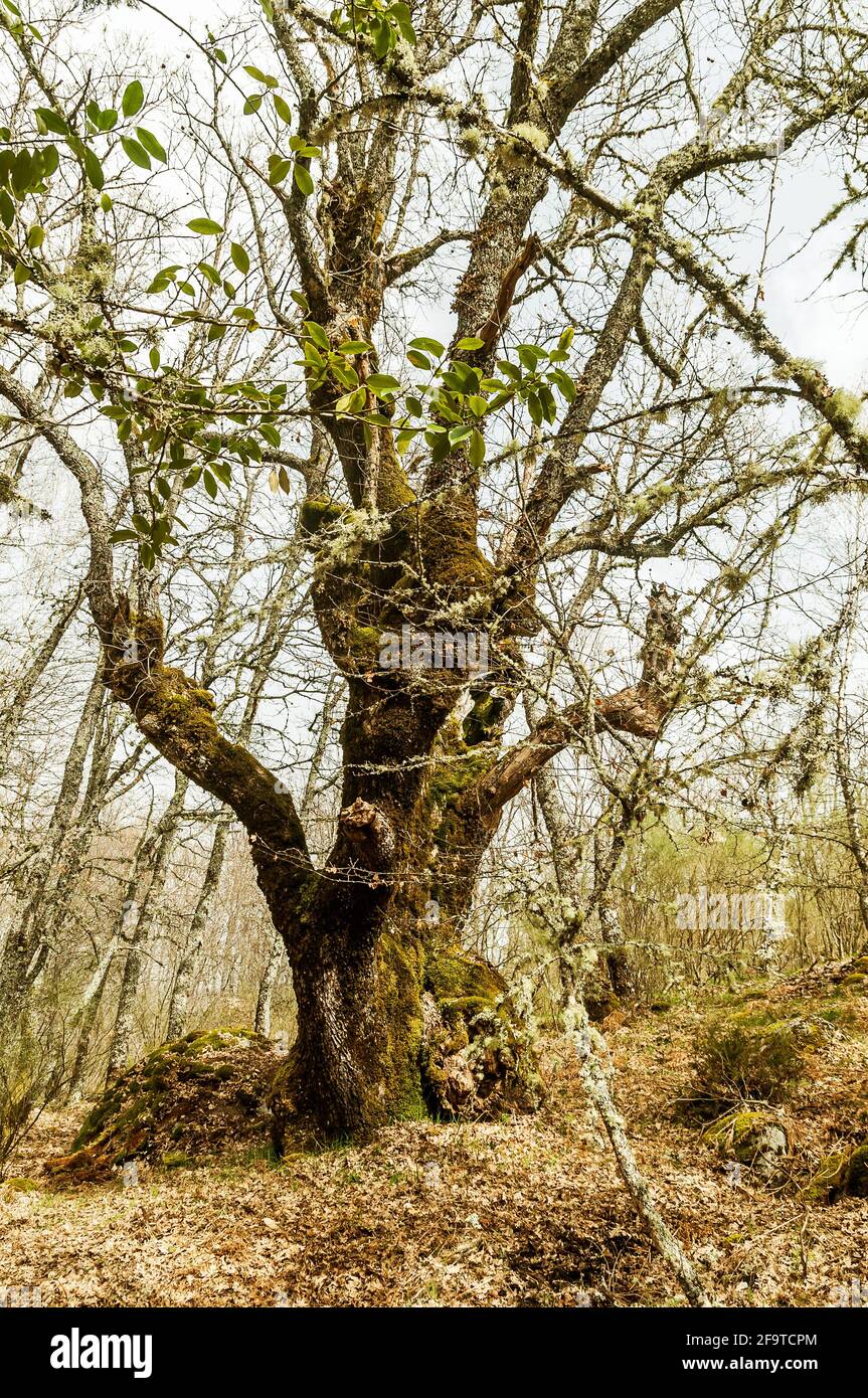 Oak tree in forest from ground hi-res stock photography and images - Alamy