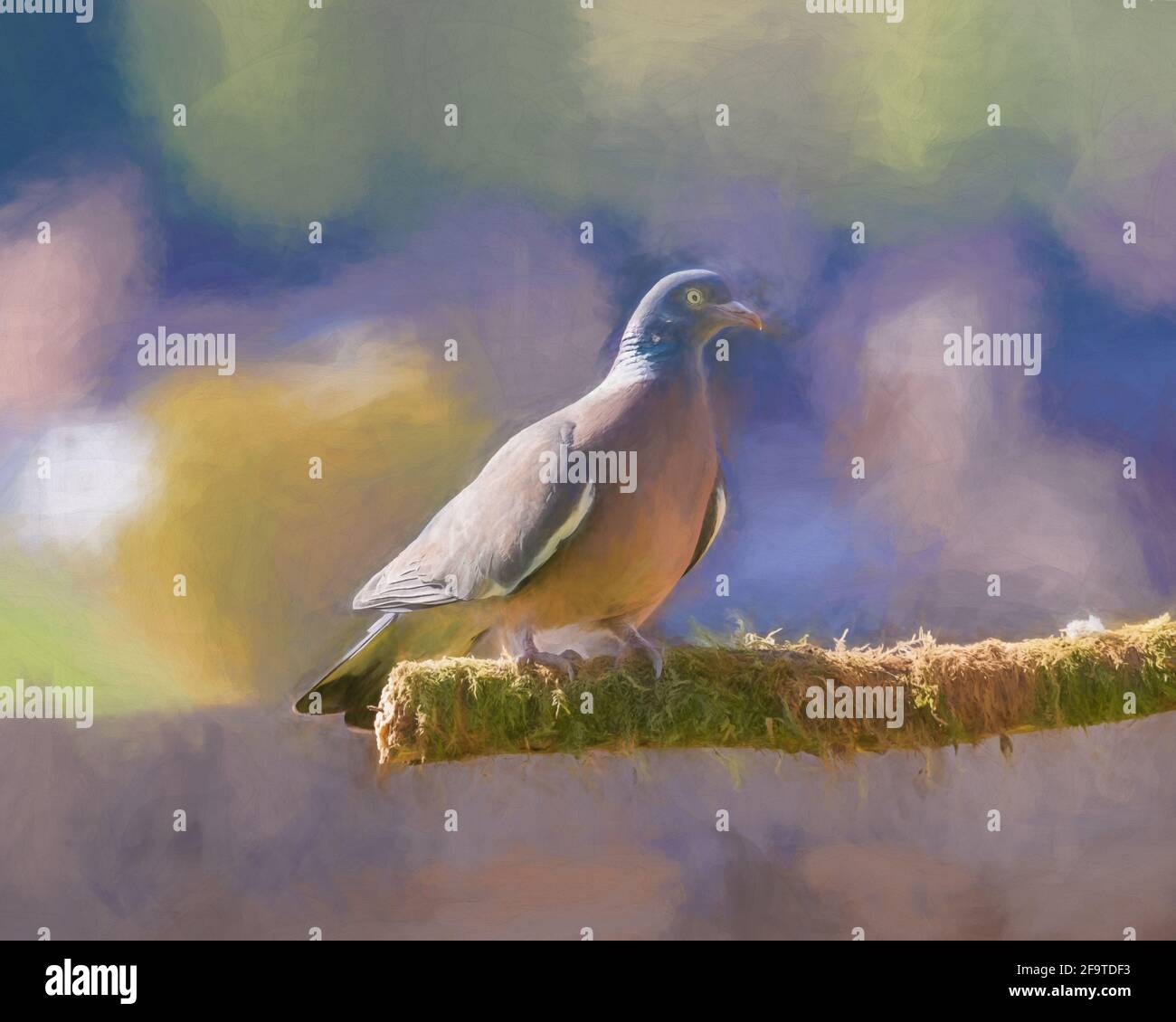 Racing pigeon painting hi-res stock photography and images - Alamy