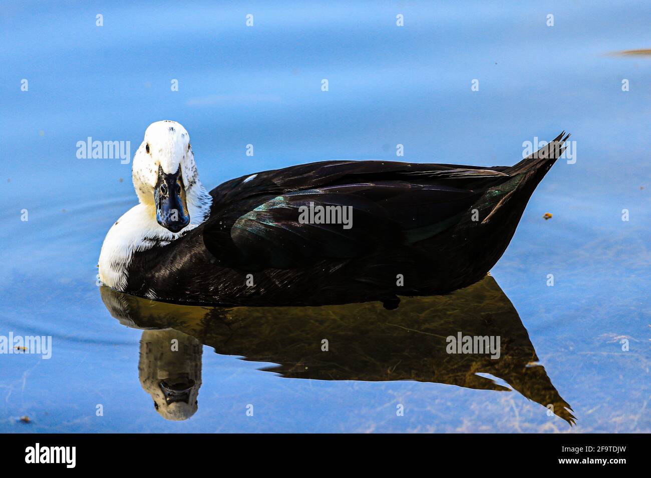 A duck in the wetland in Hermosillo, Sonora, Mexico. bird, birds ...