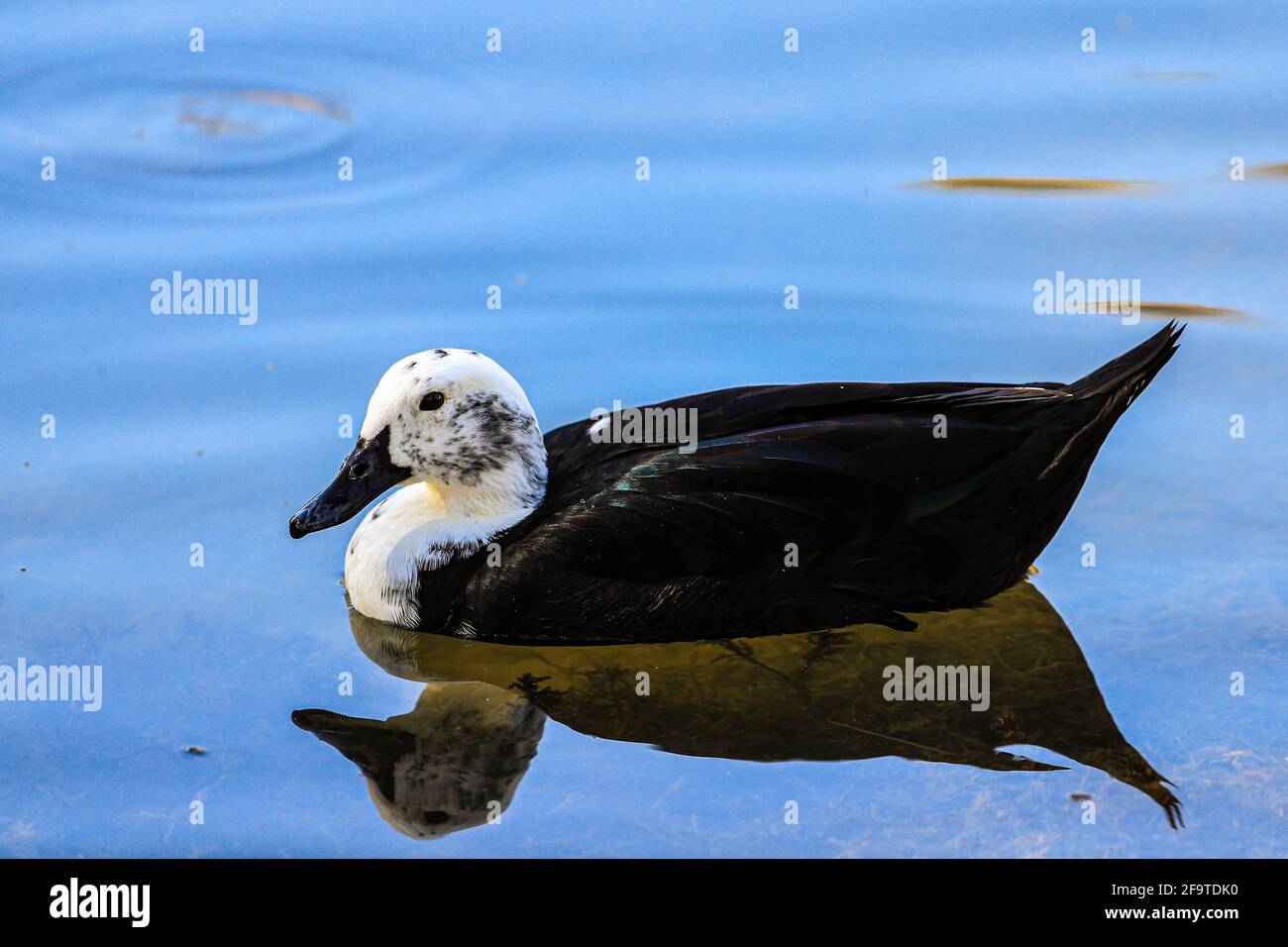 A duck in the wetland in Hermosillo, Sonora, Mexico. bird, birds ...