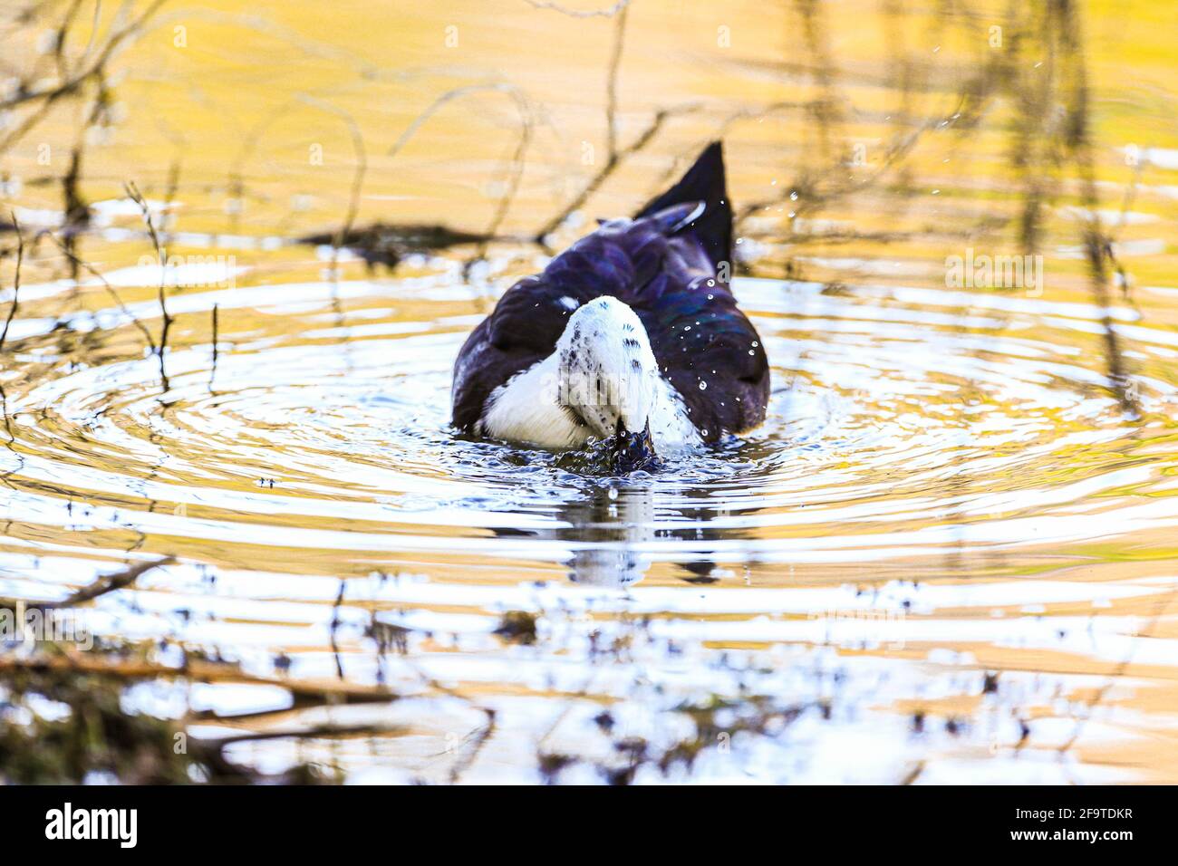 A duck in the wetland in Hermosillo, Sonora, Mexico. bird, birds ...