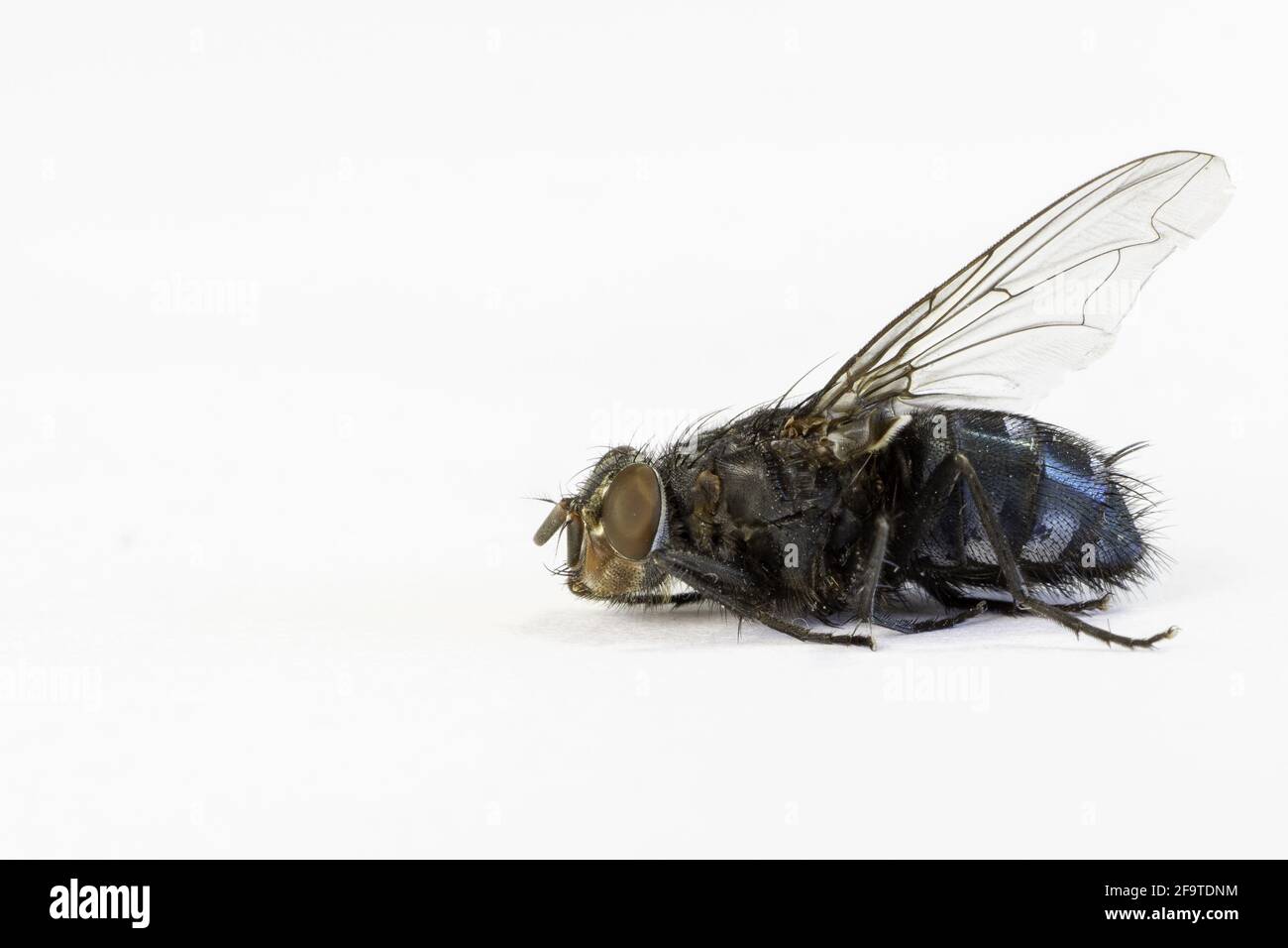 Fly on a white background Stock Photo - Alamy