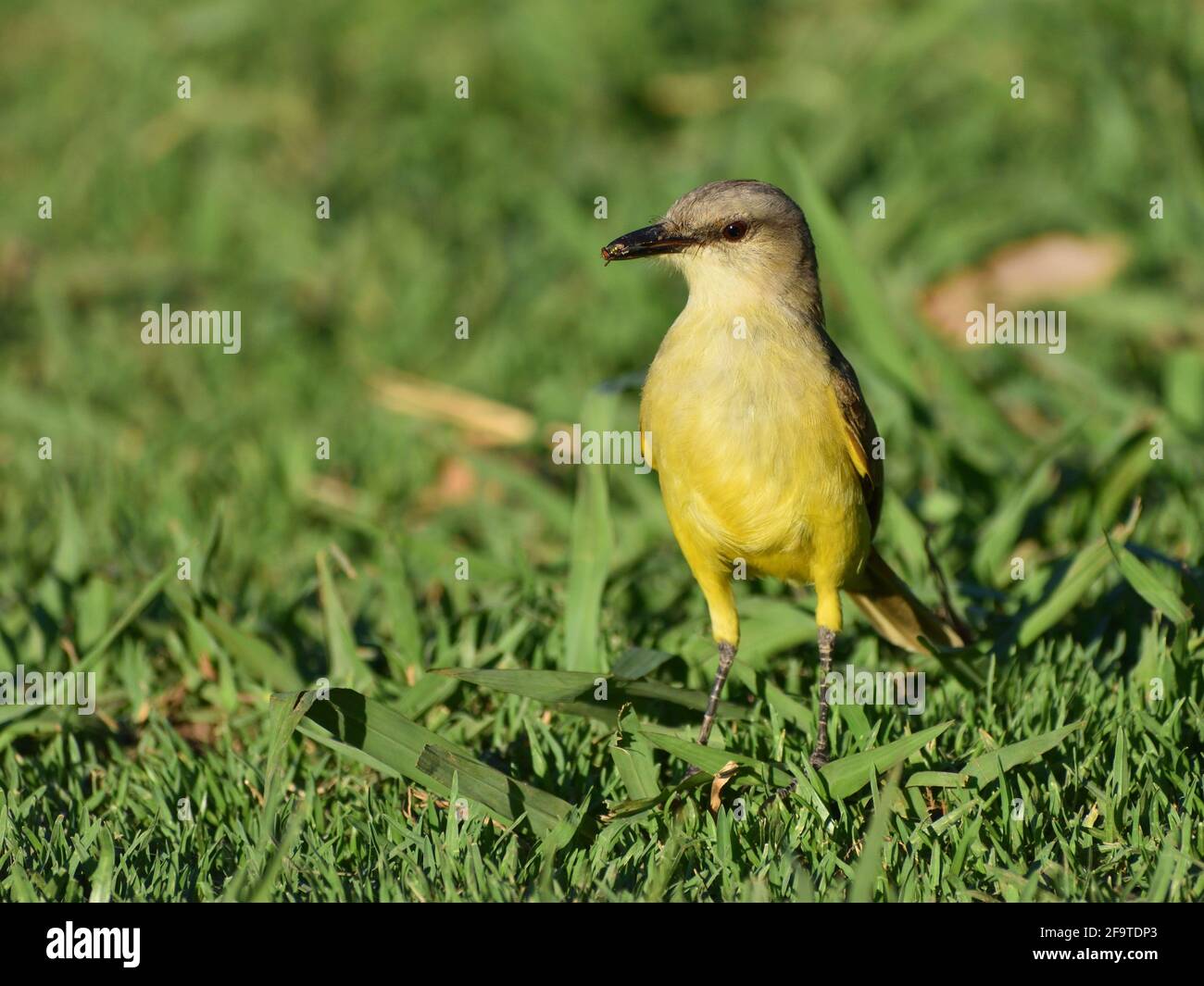 cattle tyrant (Machetornis rixosa) on the ground Stock Photo - Alamy