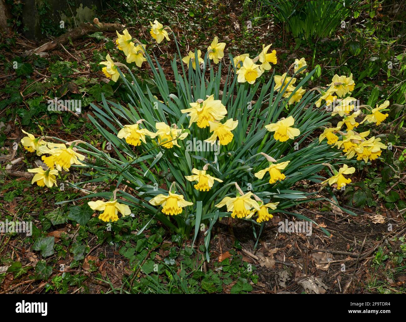 Daffodils in bloom growing on leaf-covered ground in Sheffield General ...