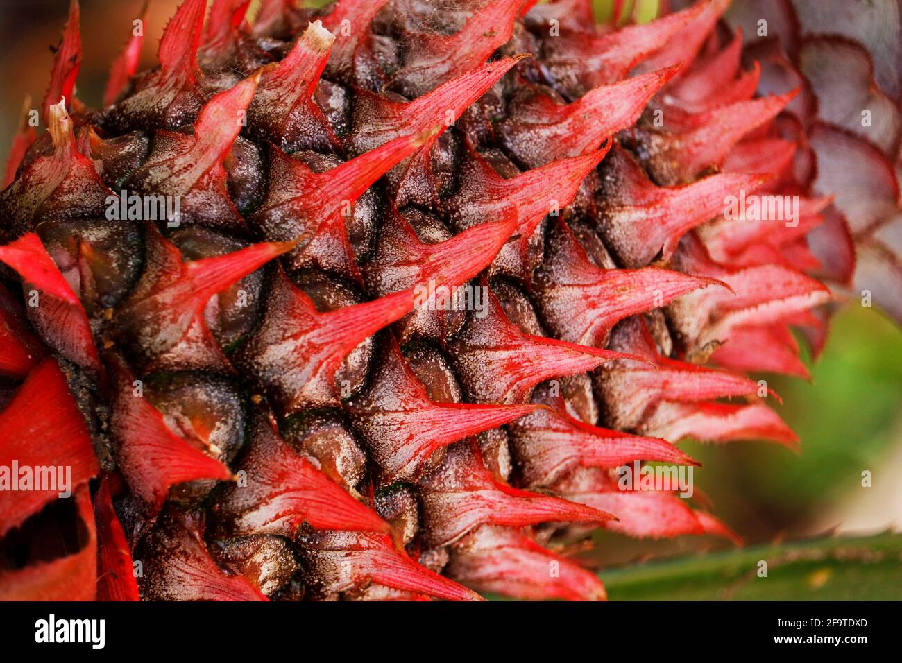 pineapple plant spike with an edible fruit and the most economically ...