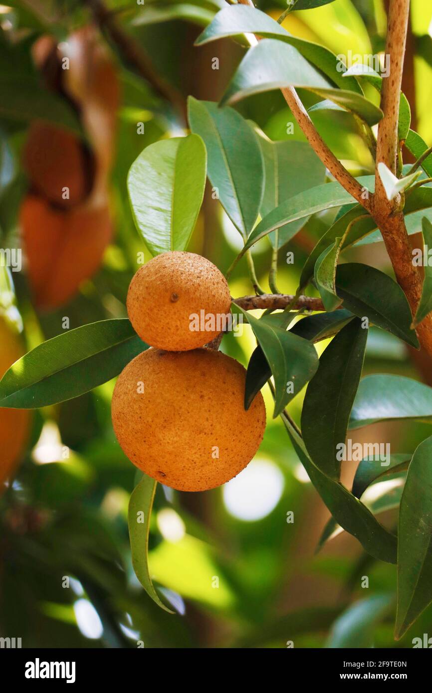 Sapodilla tree hi-res stock photography and images - Alamy
