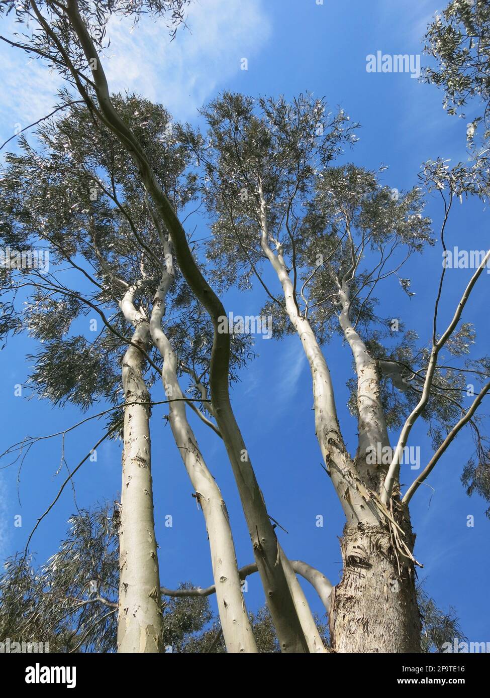 You need a large garden if you want to plant eucalyptus trees, as ...