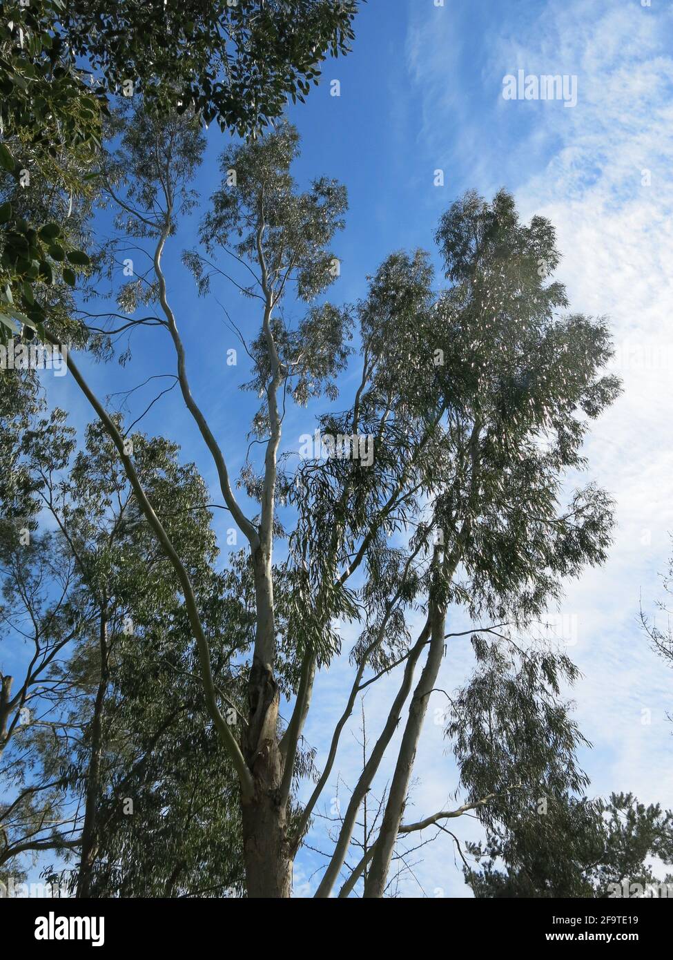Fast growing eucalyptus hi-res stock photography and images - Alamy