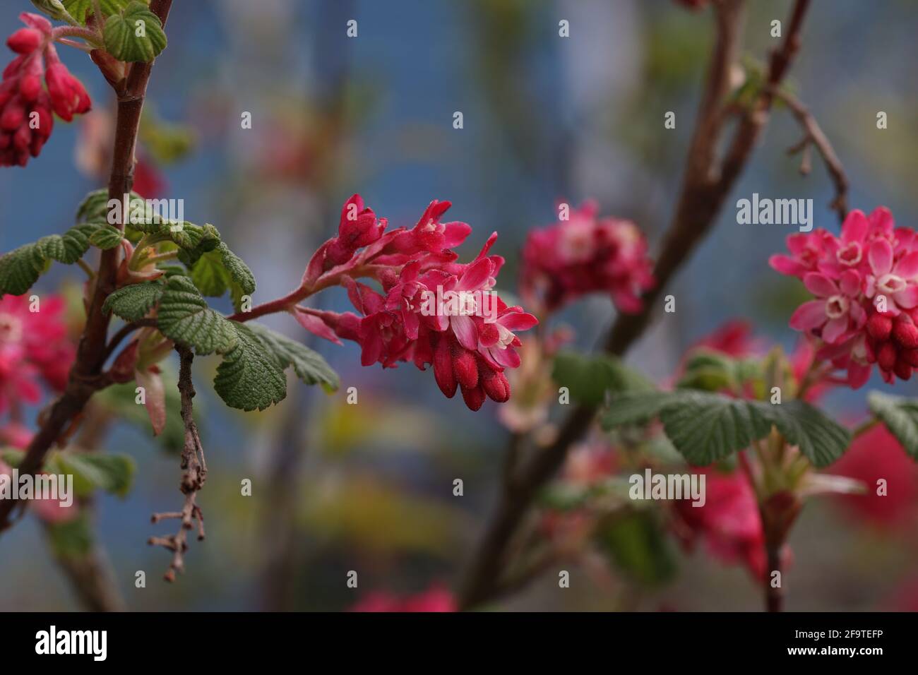 Flowering branch of a red currant hi-res stock photography and images ...