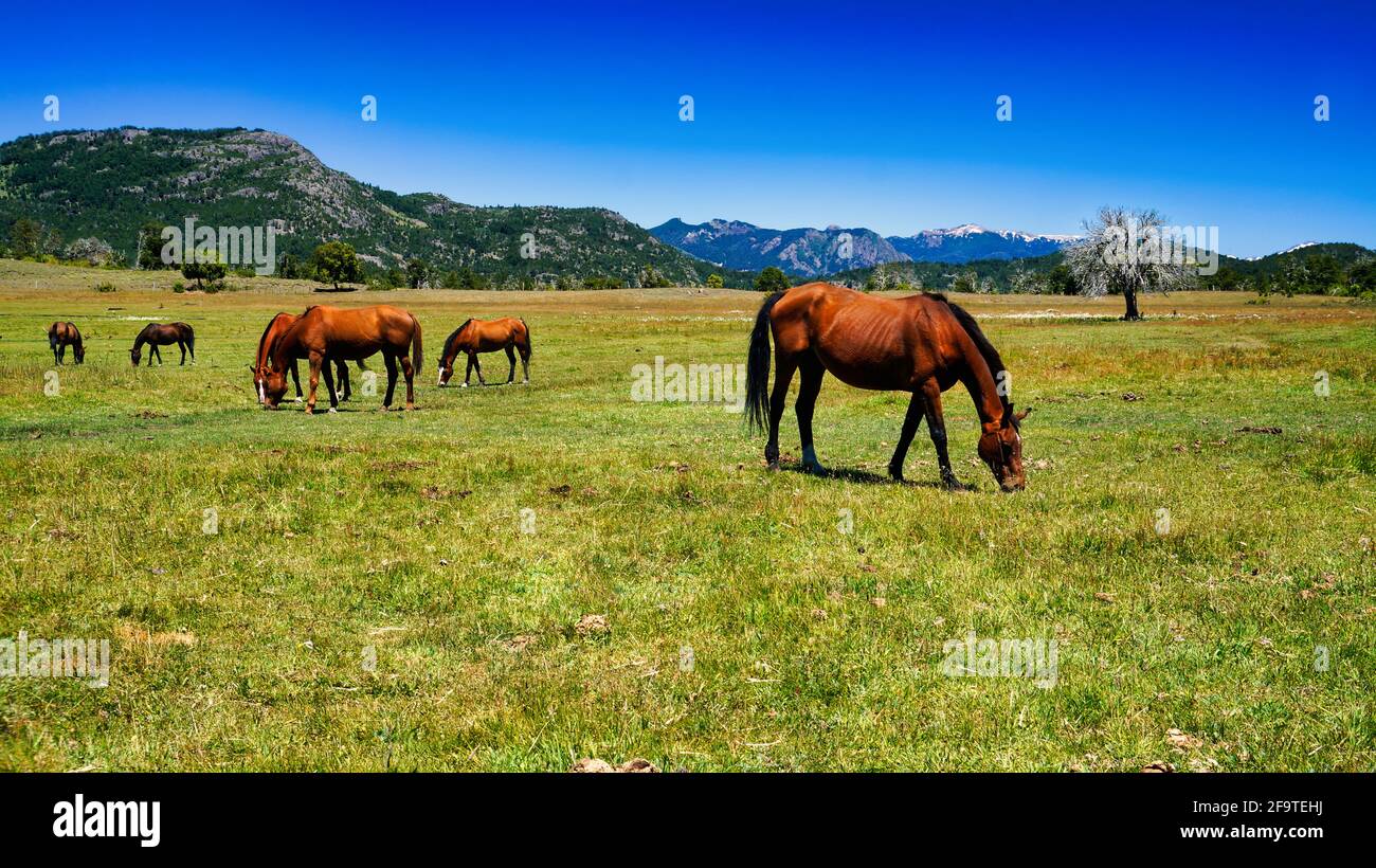 San martin de los andes horse hi-res stock photography and images - Alamy