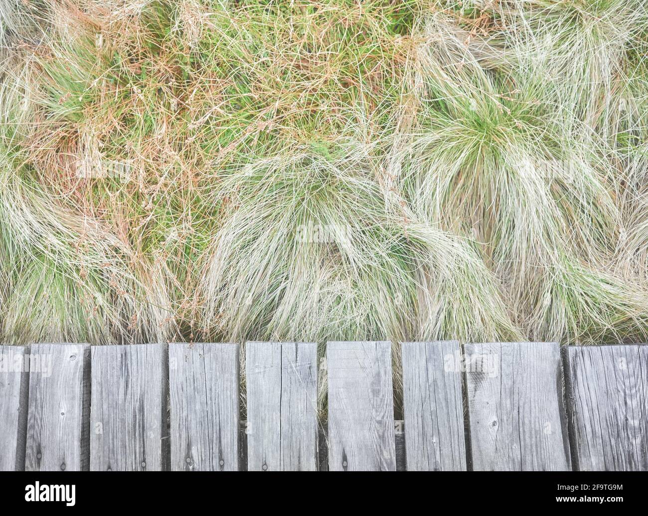 Natural grass background hi-res stock photography and images - Alamy