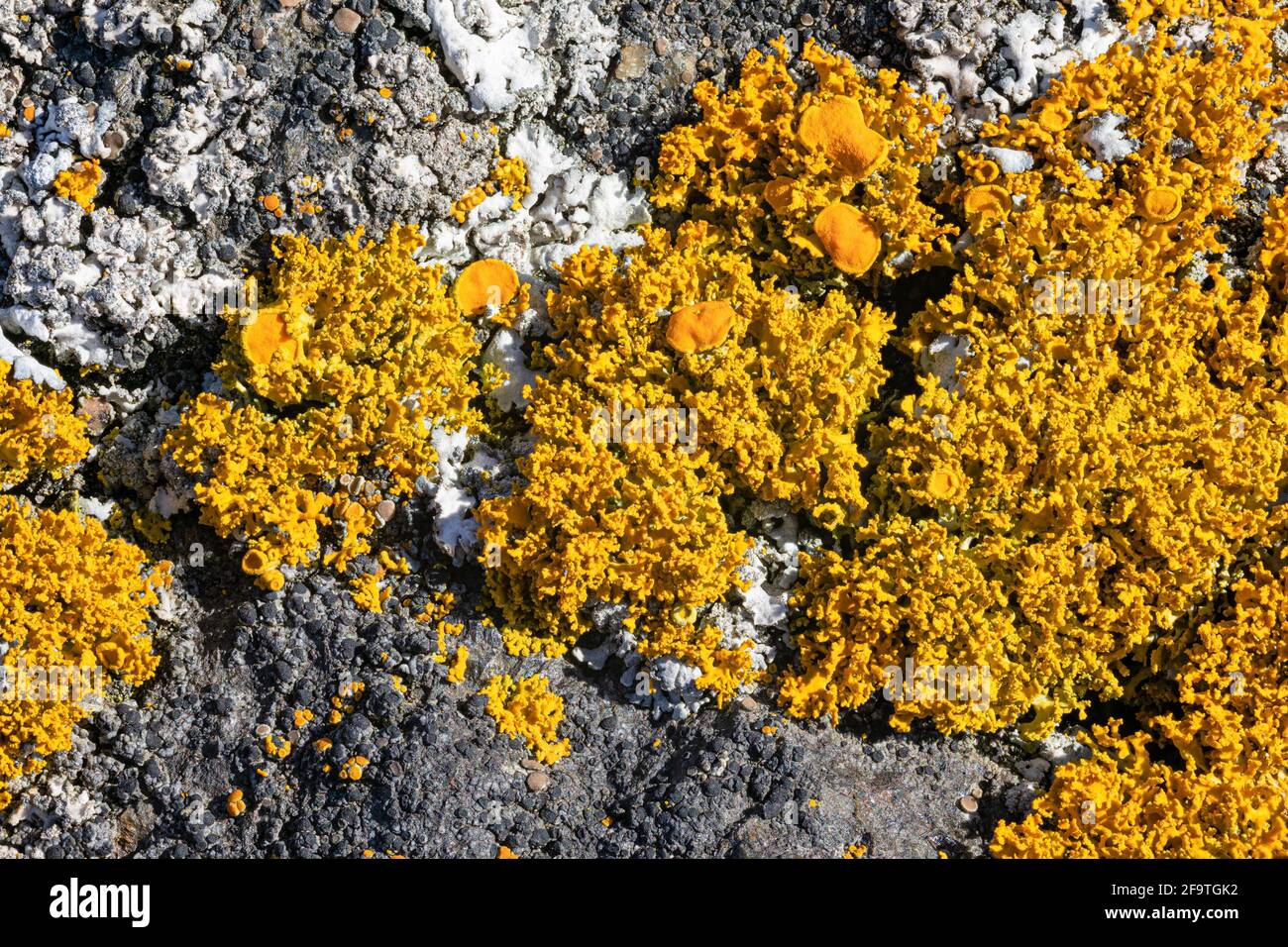 Polycauliona hi-res stock photography and images - Alamy