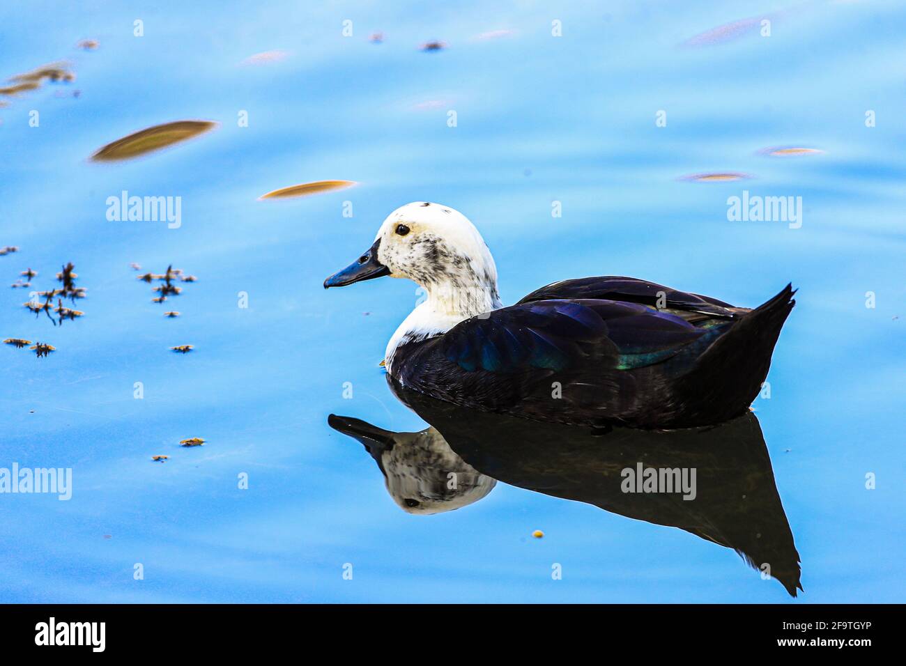 A duck in the wetland in Hermosillo, Sonora, Mexico. bird, birds ...