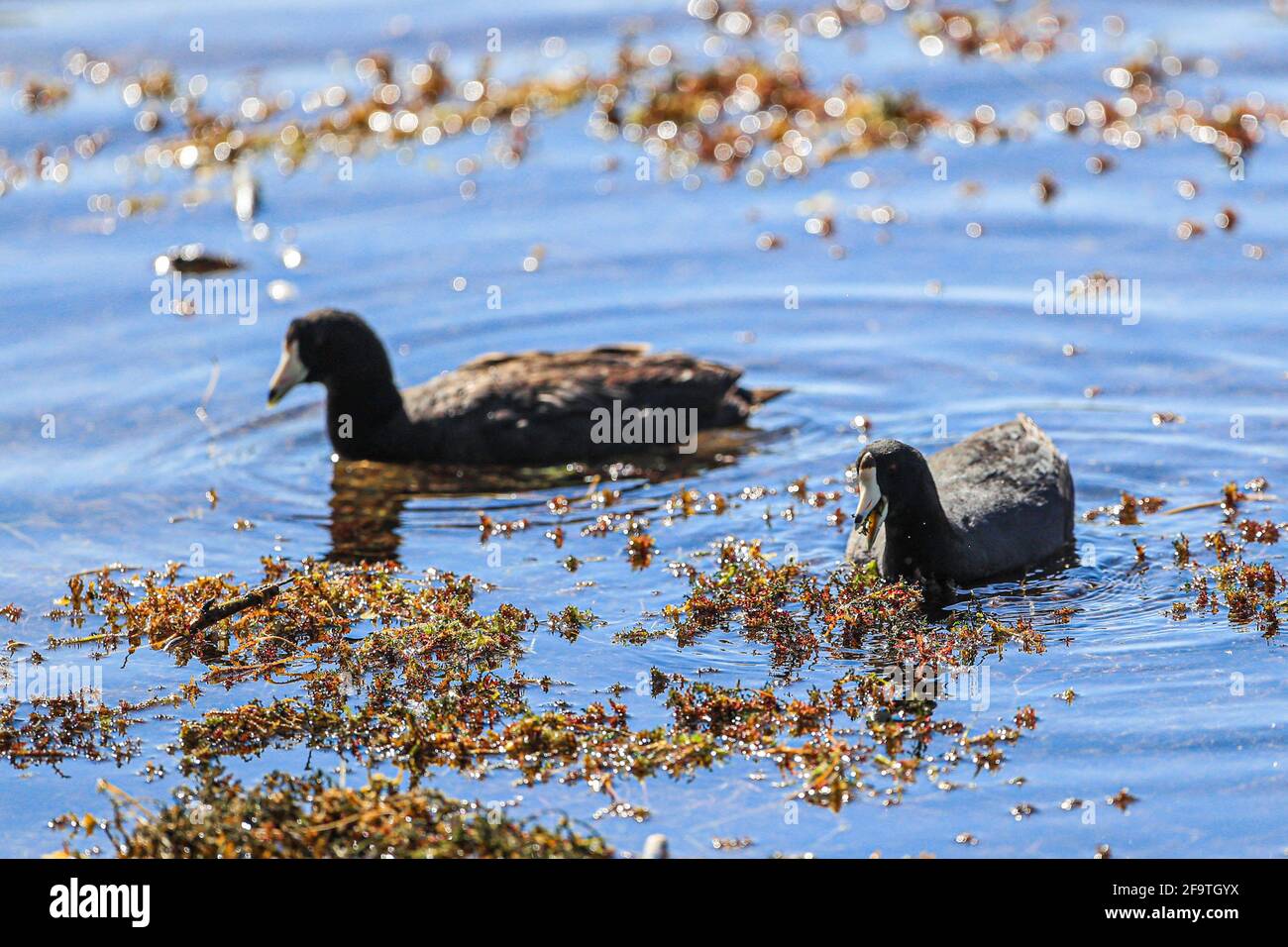American Coot. An American Coot duck in the wetland in Hermosillo ...