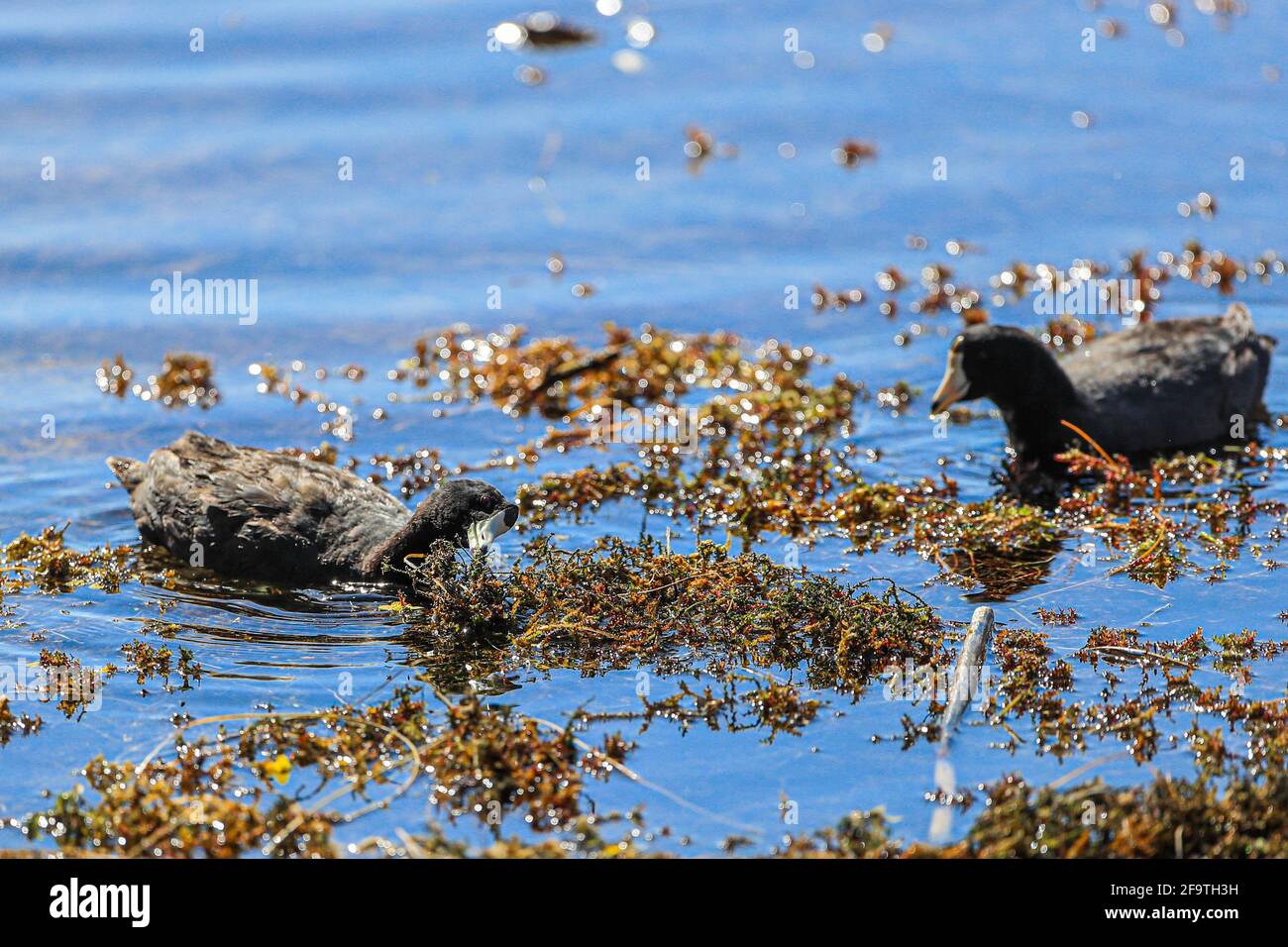 American Coot. An American Coot duck in the wetland in Hermosillo ...