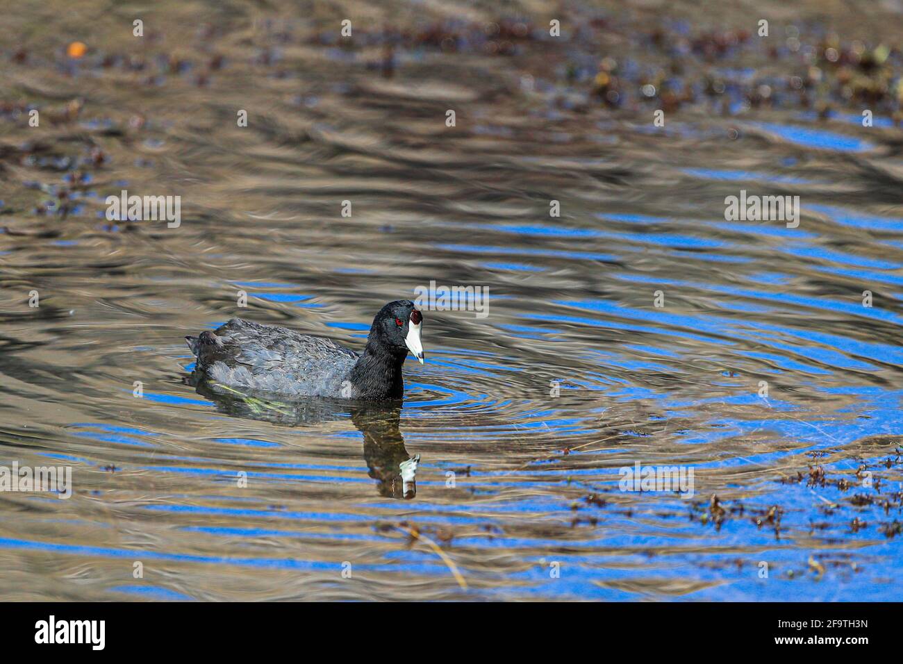 American Coot. An American Coot duck in the wetland in Hermosillo ...